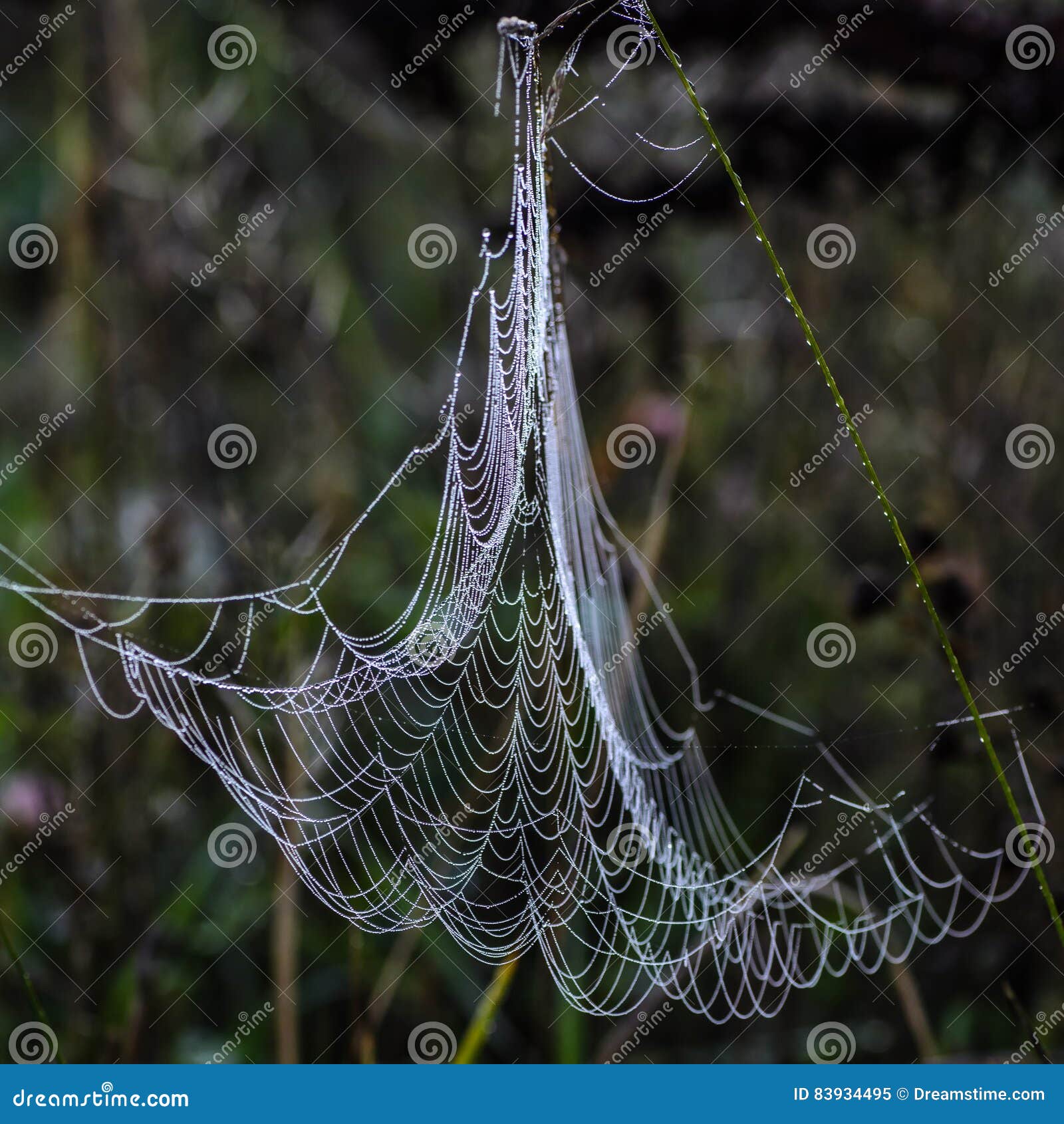Spider web stock image. Image of water, macrocosm, spiderweb - 83934495