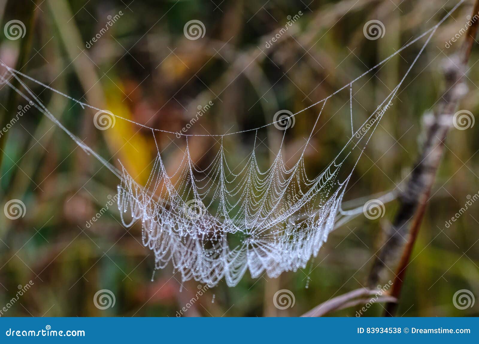 Spider web stock photo. Image of cobweb, macrocosm, closeup - 83934538