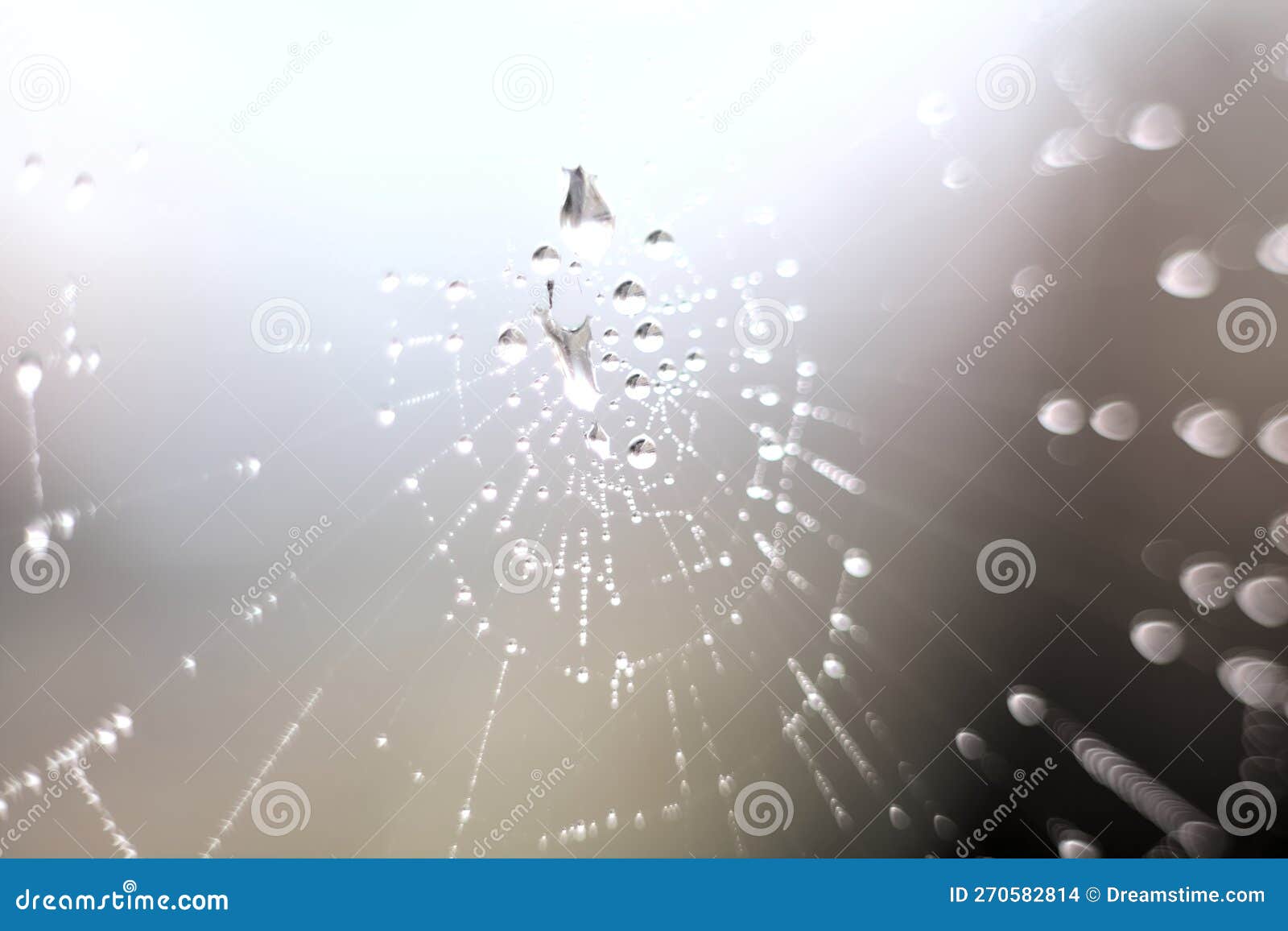 Spider Web with Drops on it Seen Up Close Stock Photo - Image of insect ...