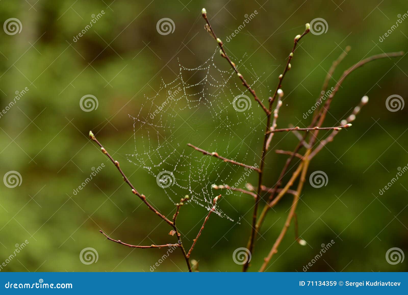 Spider Web in Drops of Spring Rain on a Branch with Green Buds Stock ...