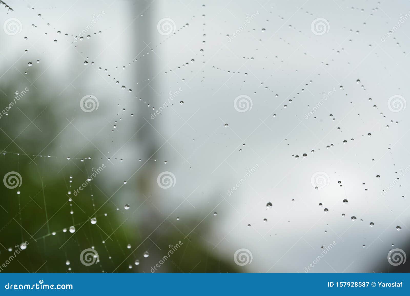 Spider Web with Drops of Water after Rain Stock Image - Image of ...