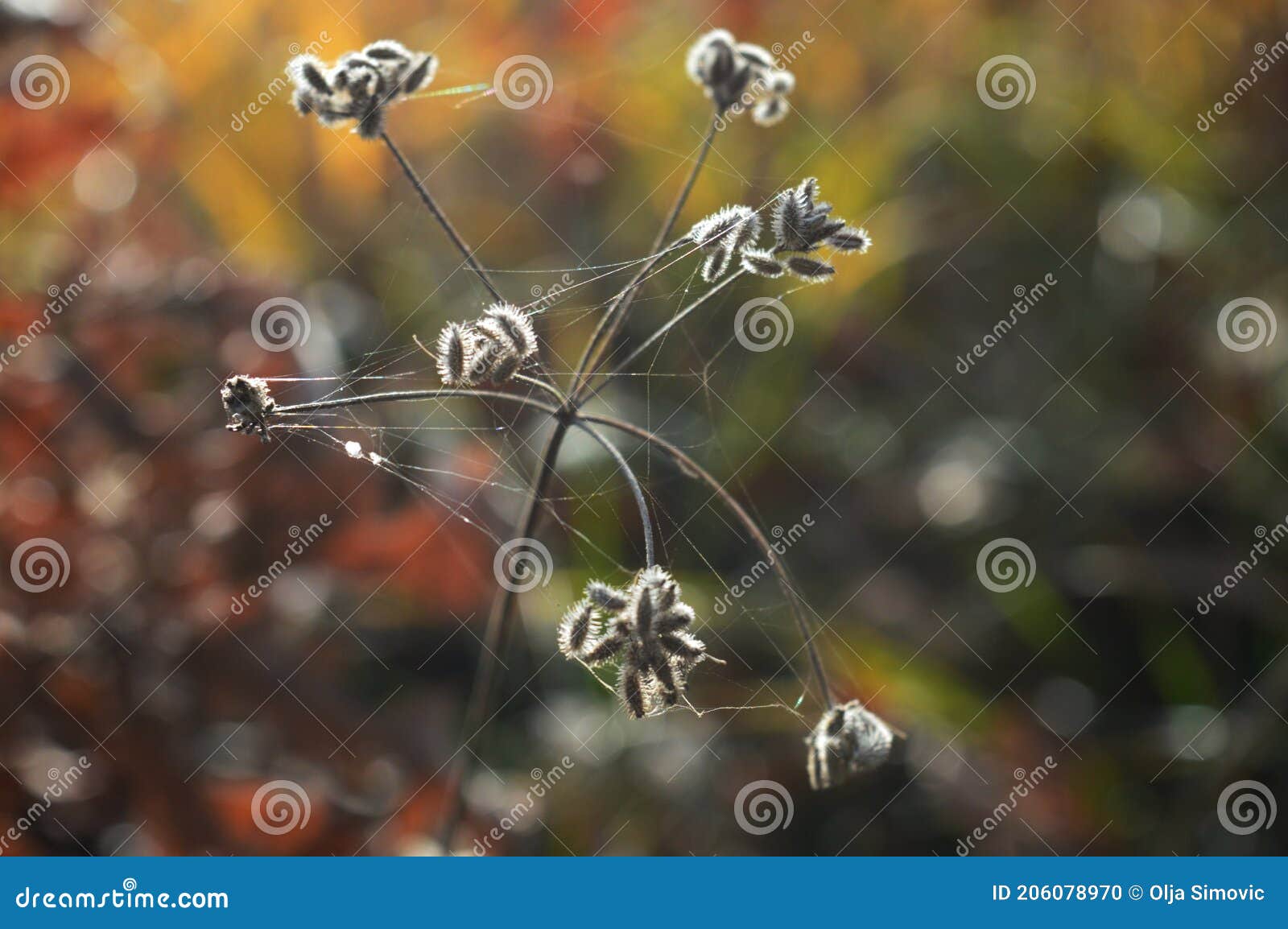 Spider web on a dry plant stock photo. Image of spider - 206078970