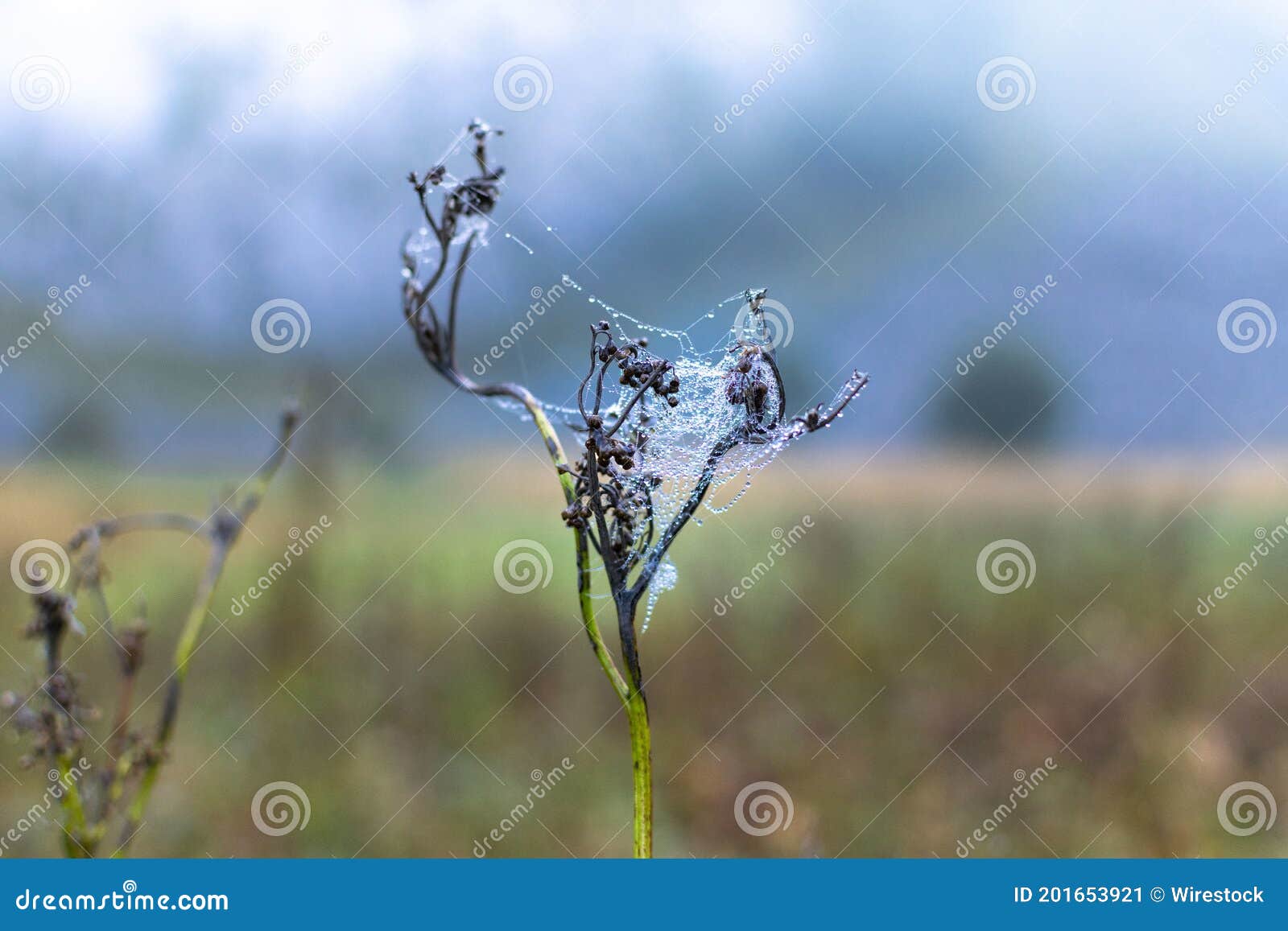 Spider Web on a Dry Plant in a Field Stock Image - Image of flower ...