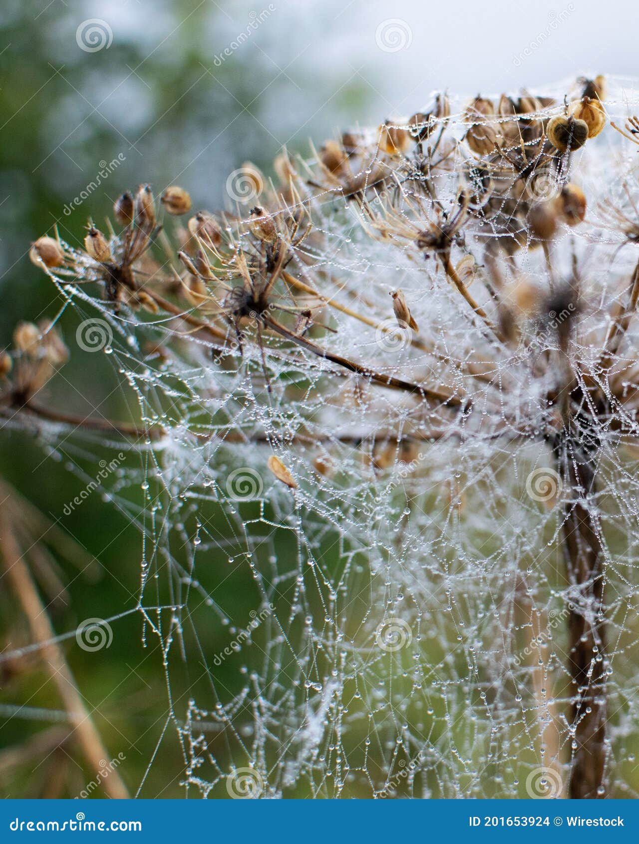 Spider Web on a Dry Plant in a Field Stock Photo - Image of cobweb ...