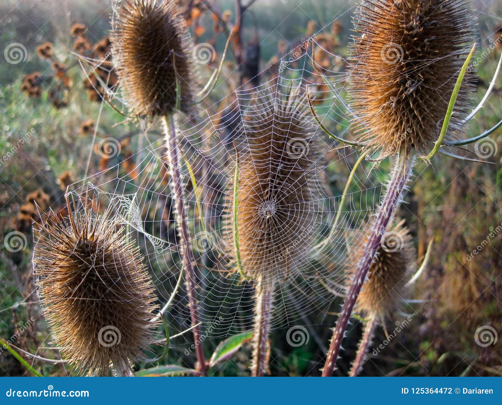 Spider Web. Field Plants Covered with Big Spider Web. Stock Photo ...