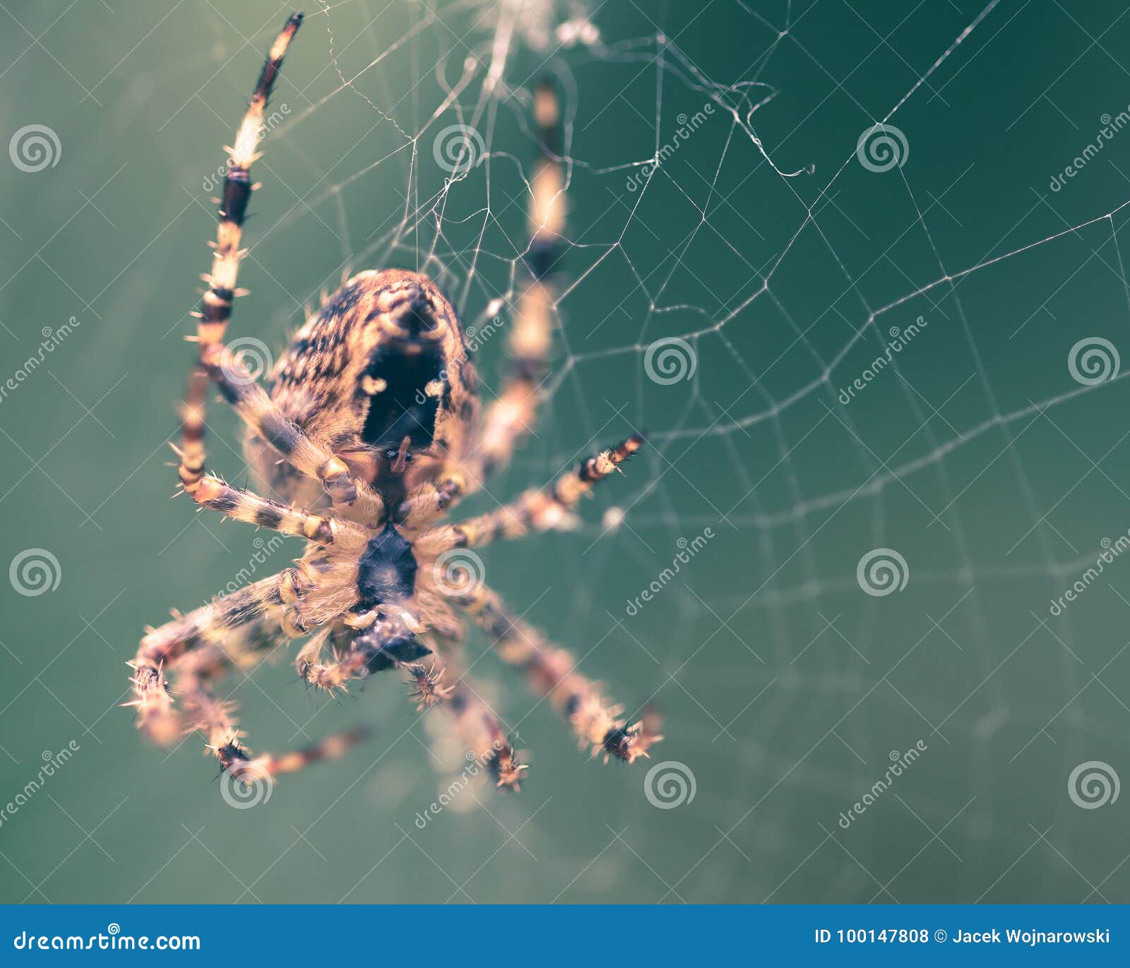 Spider on the web E stock photo. Image of toning, england - 100147808