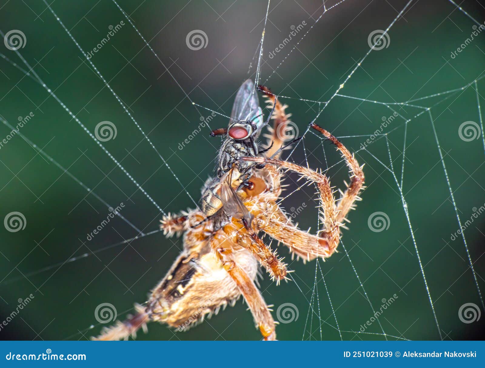 Spider on the Web eat fly stock image. Image of hairy - 251021039
