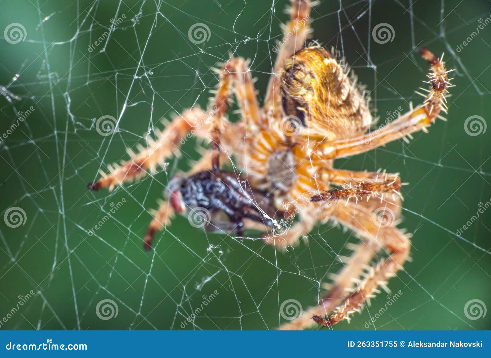 Spider on the Web eat fly stock image. Image of invertebrate - 263351755