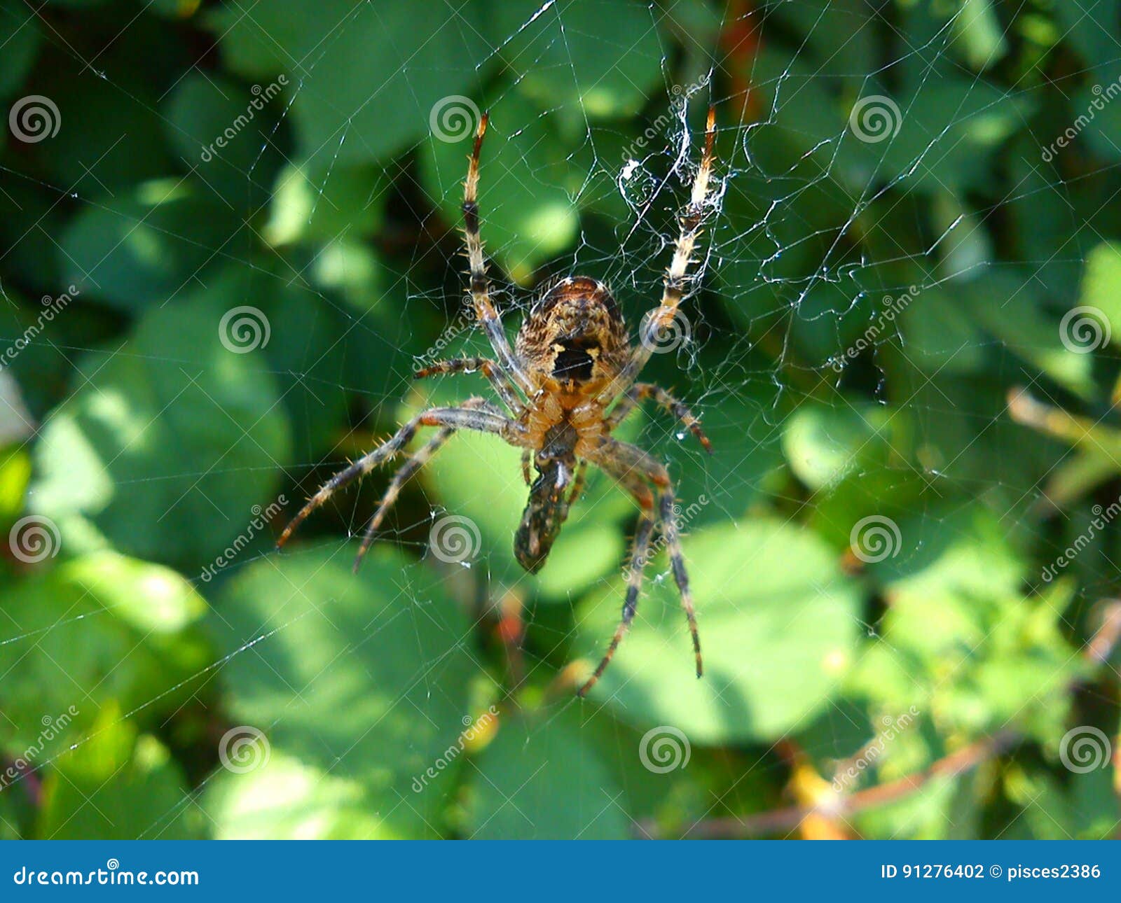 Spider in web eating stock photo. Image of spider, predator - 91276402