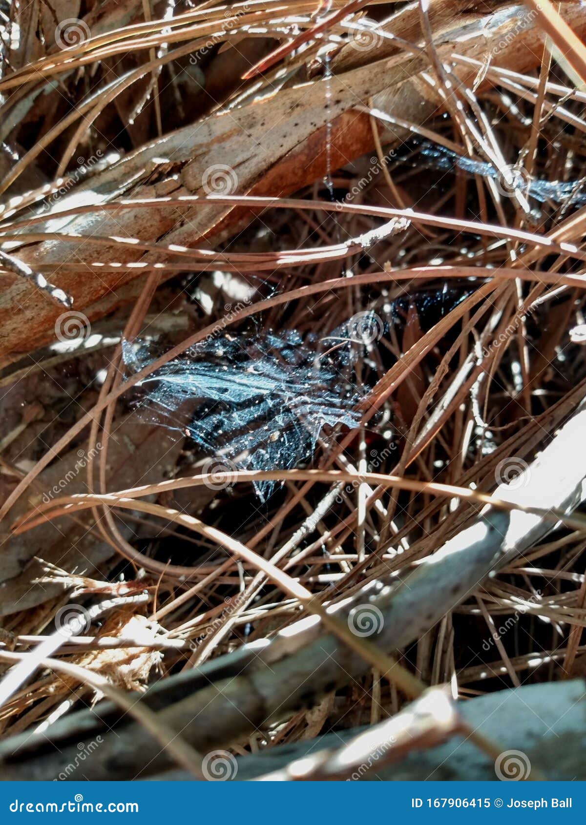 A Spider Web Entangled in Dead Brush Stock Image - Image of dead ...