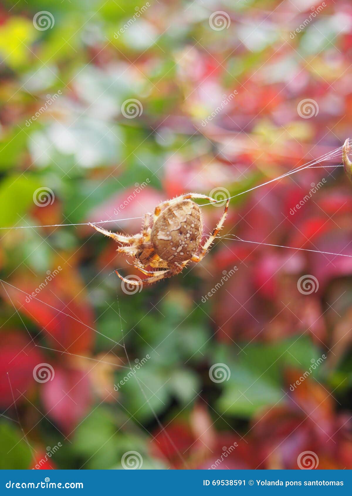 Spider stock image. Image of nature, fall, colors, spider - 69538591