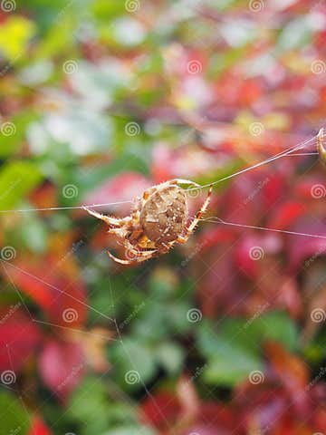 Spider stock image. Image of nature, fall, colors, spider - 69538591