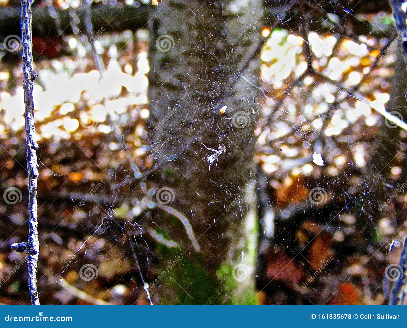 Spider Web in the Fall with Insect Stock Photo - Image of stuck, trap ...