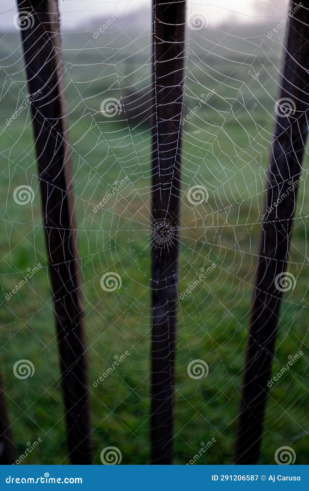 Spider Web on Farm Deck with Morning Dew Stock Image - Image of farm ...