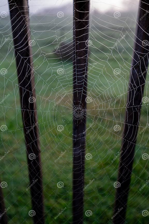 Spider Web on Farm Deck with Morning Dew Stock Image - Image of farm ...
