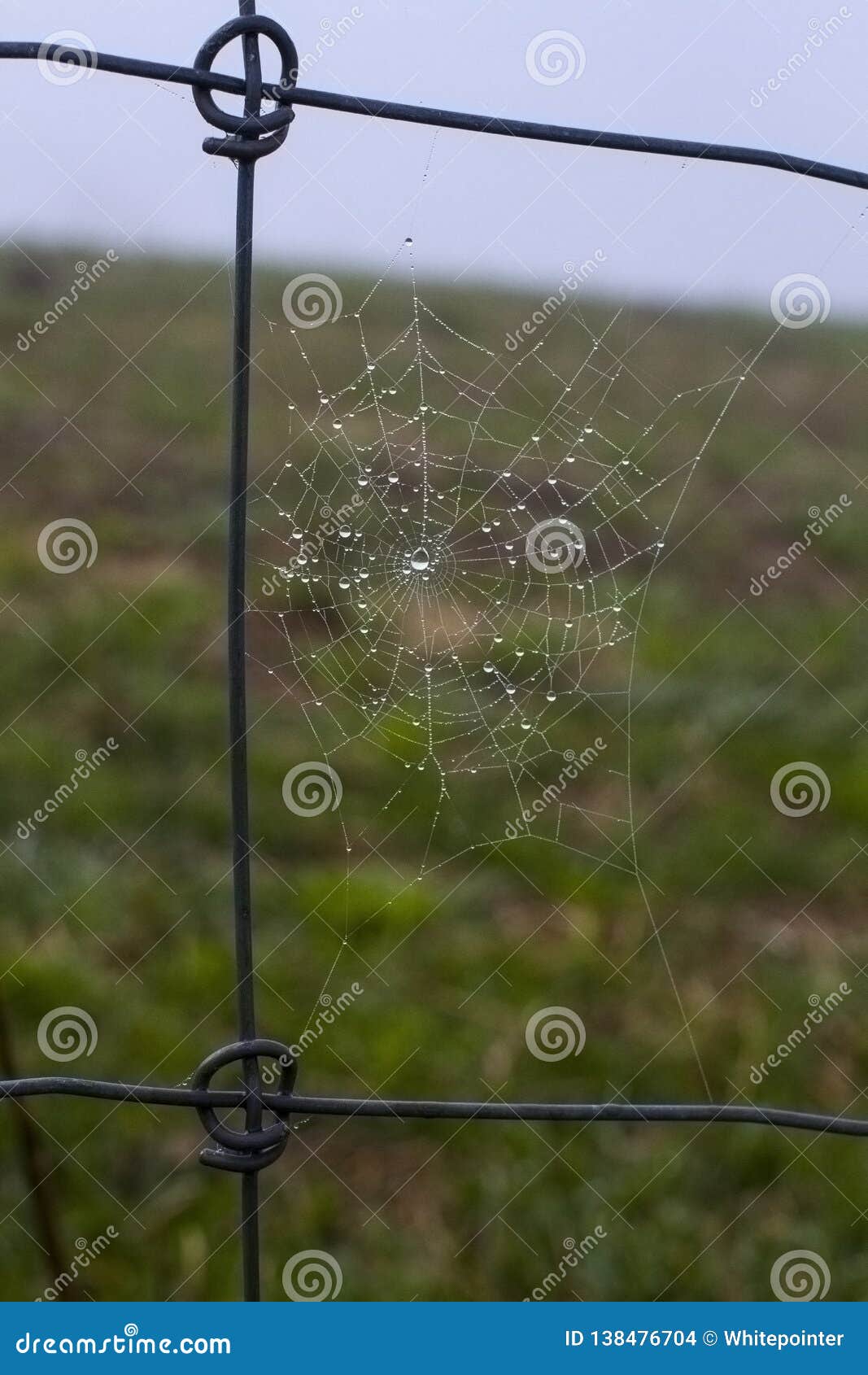 Spider Web on the Fence in the Cool Morning Stock Photo - Image of ...