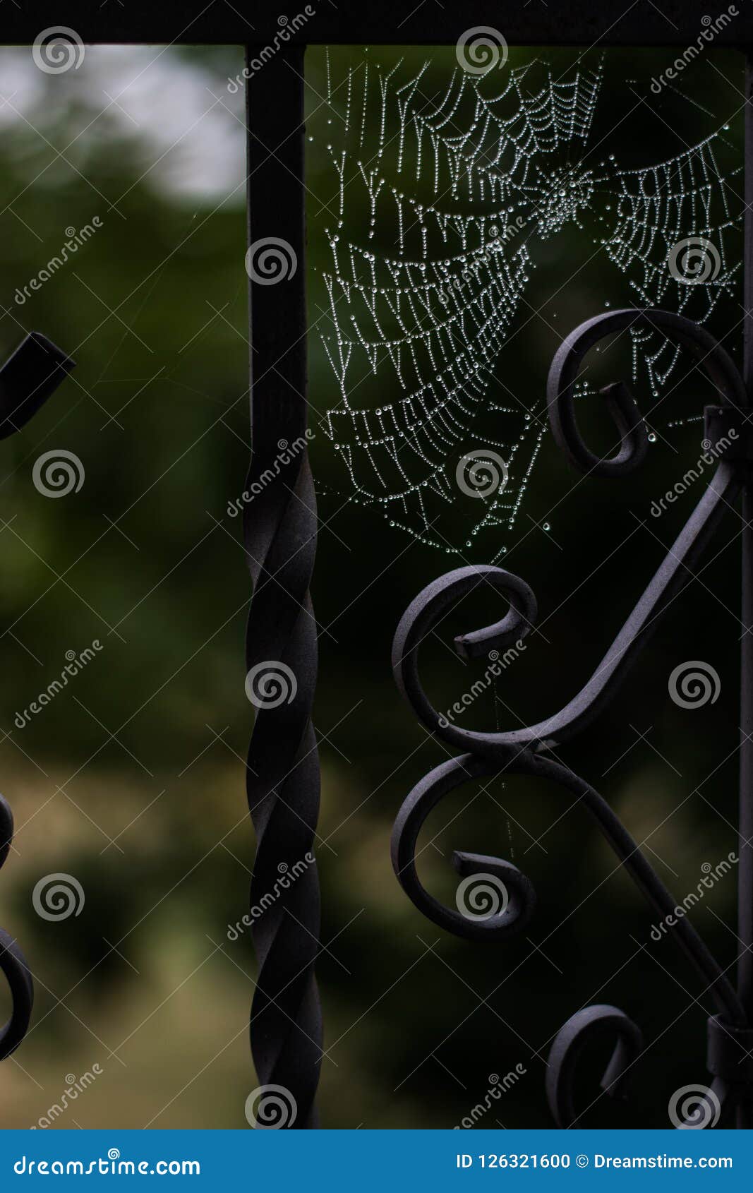 Spider Web on a fence stock photo. Image of trees, fence - 126321600