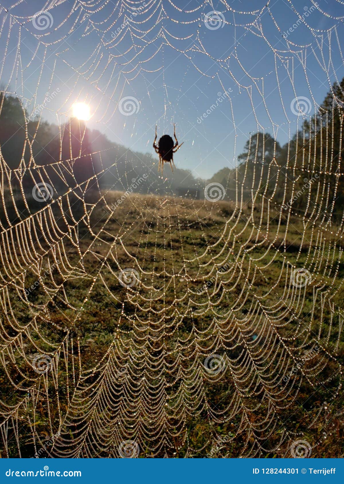 Spider Web on a Fence in Early Morning Stock Image - Image of early ...