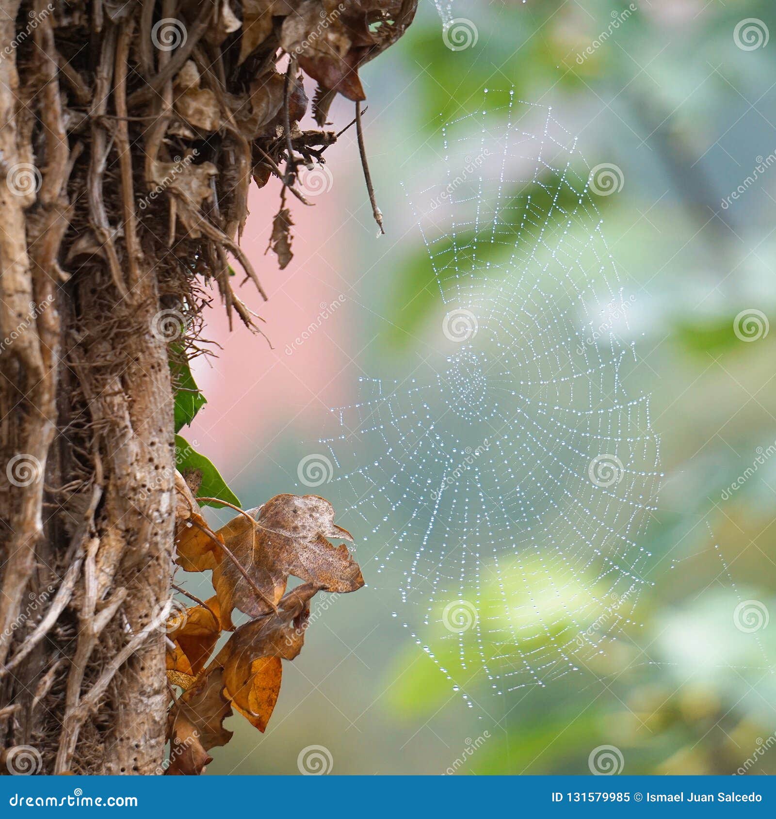 The Spider Web in the Fence Stock Image - Image of spider, field: 131579985