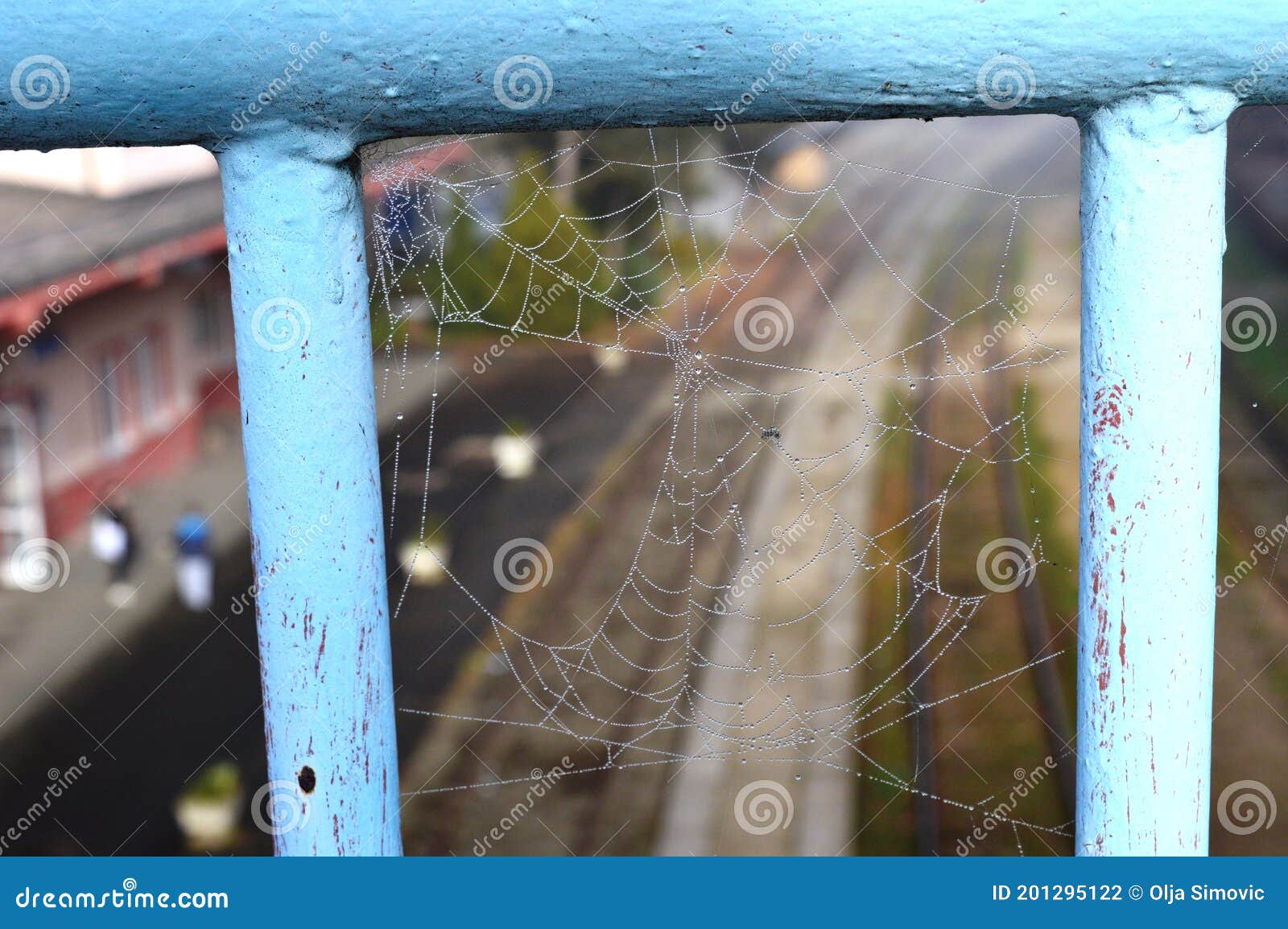 Spider web on a fence stock photo. Image of fence, beautiful - 201295122