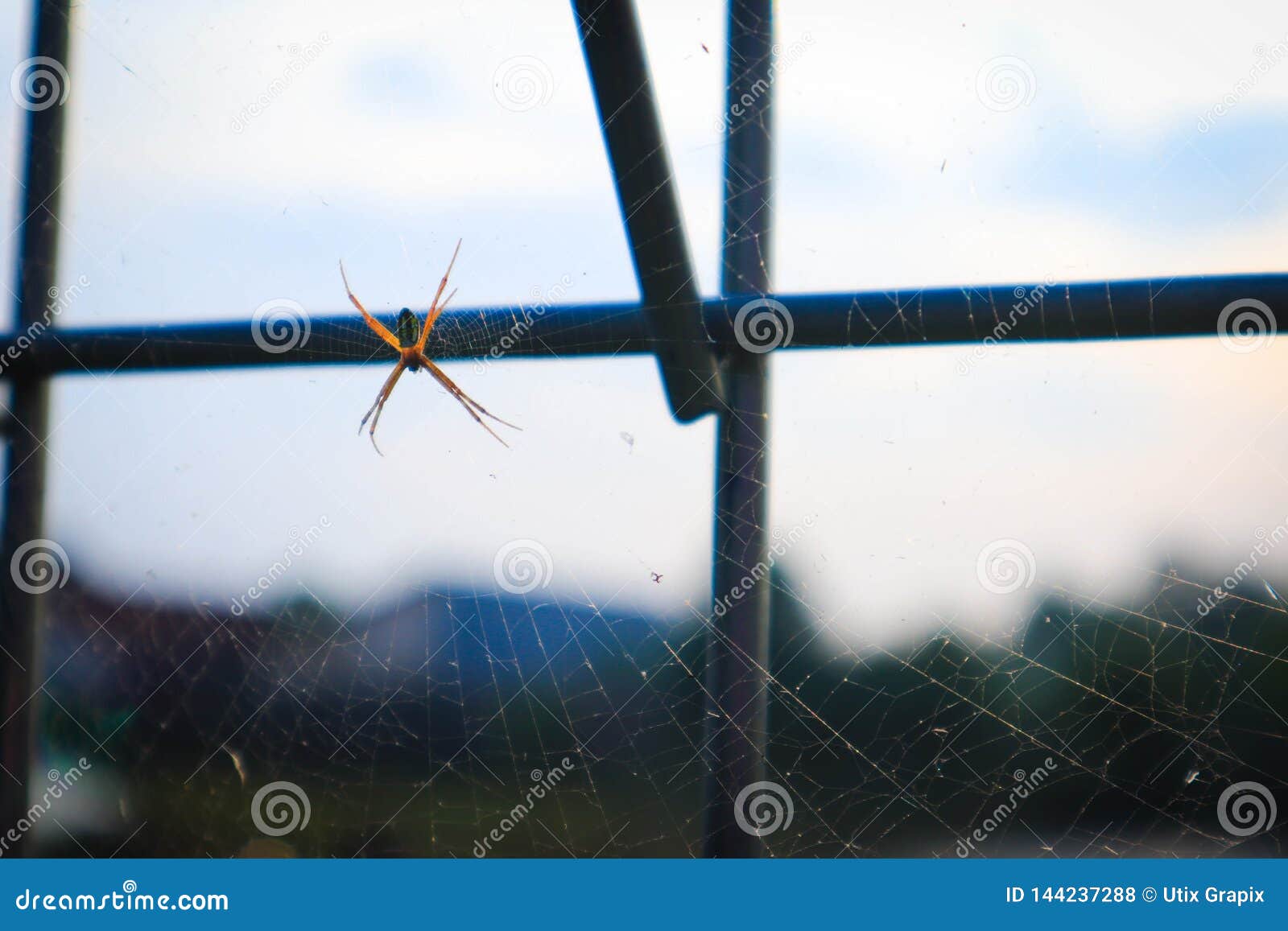 Spider web in the fence stock photo. Image of black - 144237288