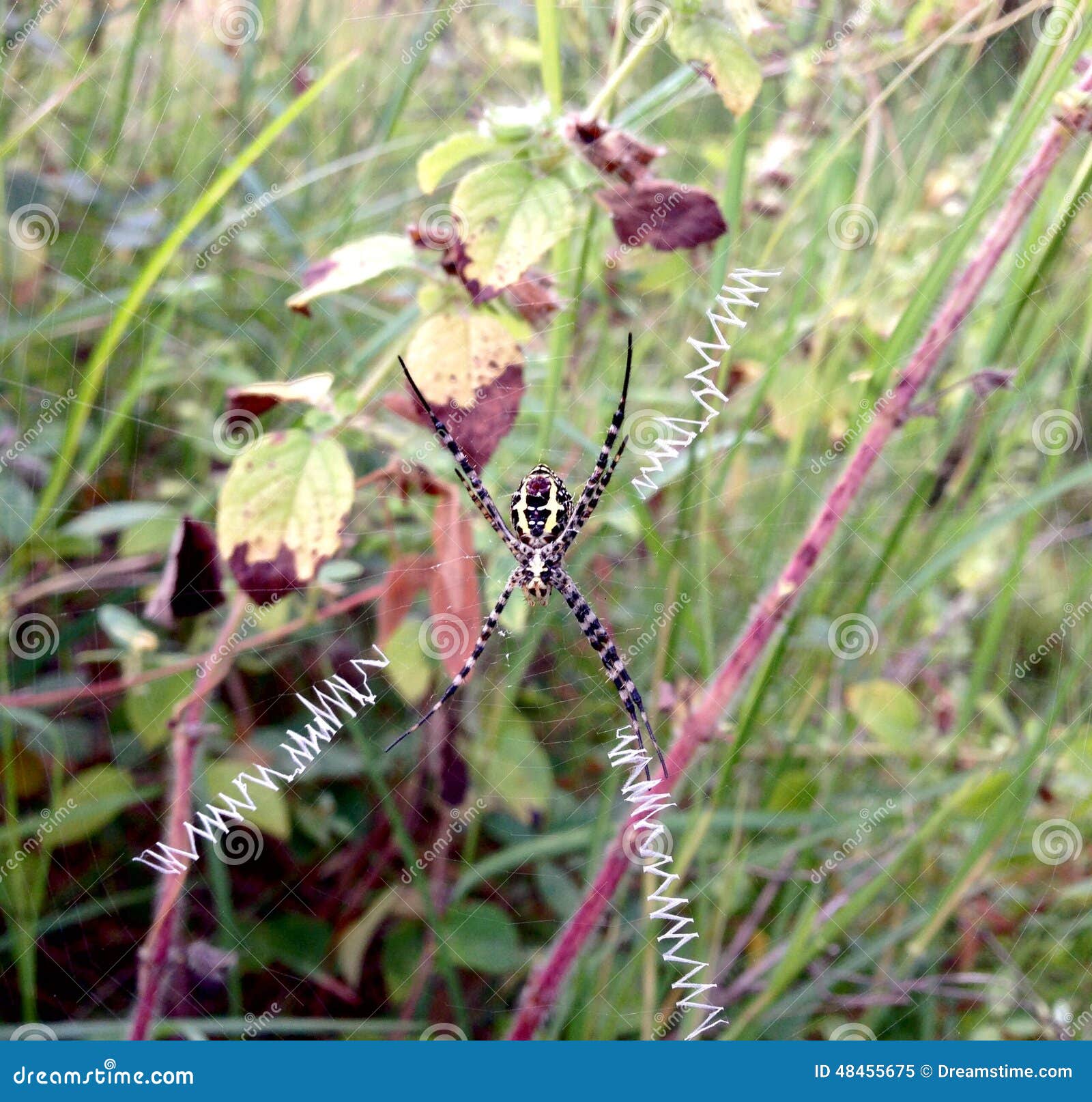 Spider stock image. Image of finest, spider, silk, threads - 48455675