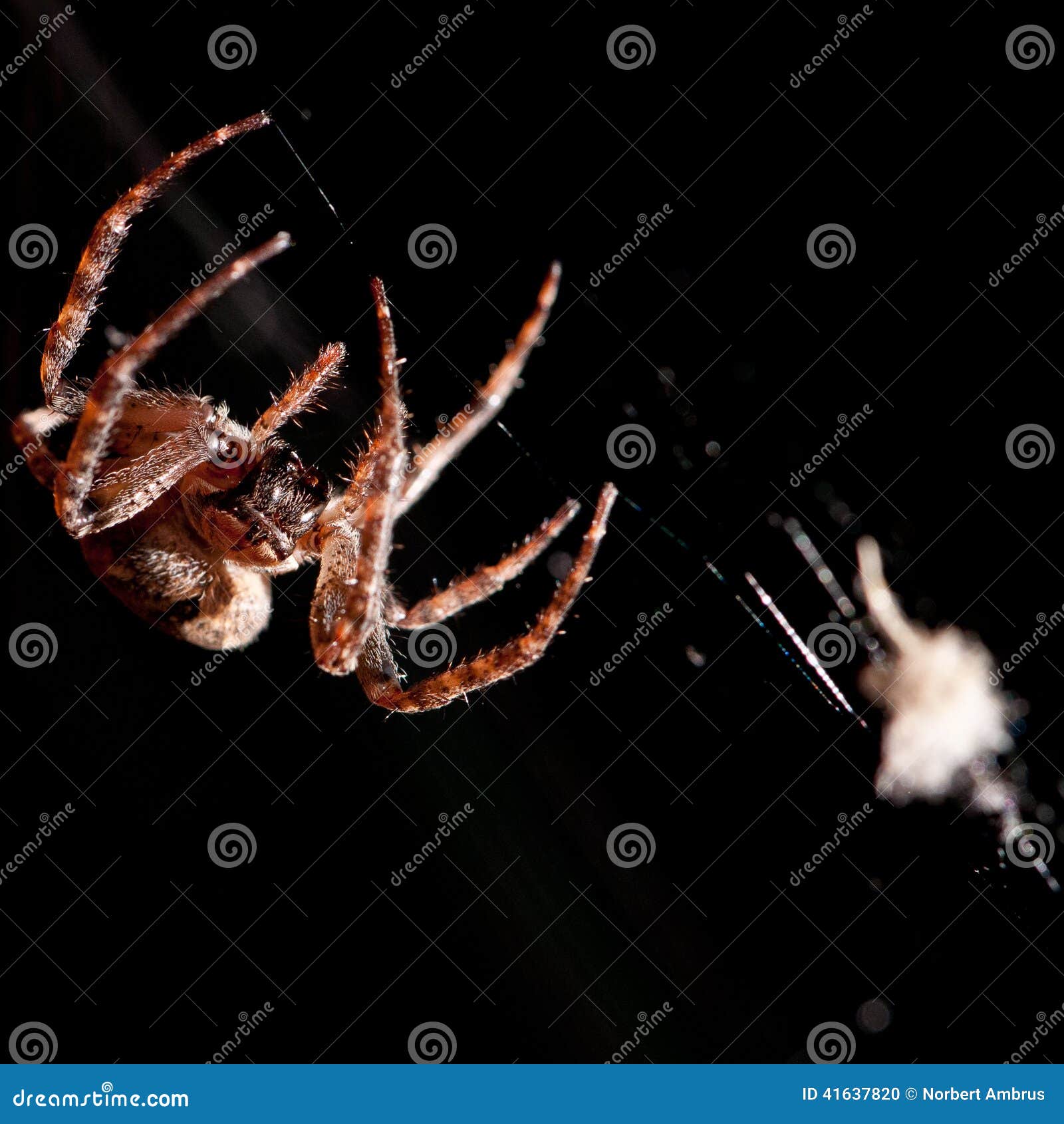 Spider on web stock photo. Image of poison, nature, waiting - 41637820