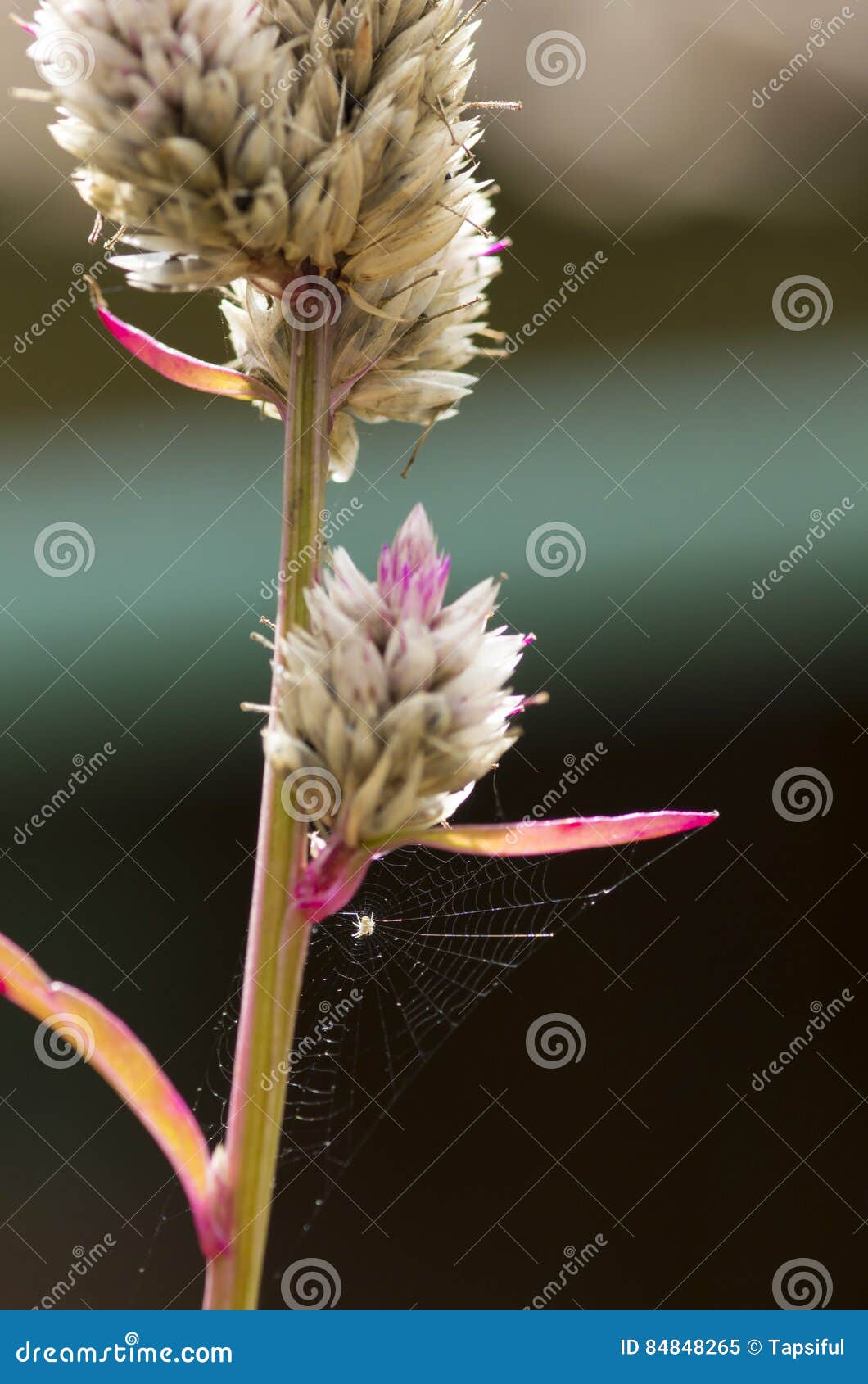 Spider web on flower stock image. Image of spider, leaf - 84848265