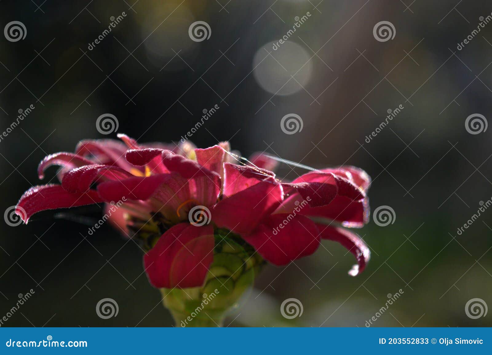 Spider web on a flower stock image. Image of plant, spider - 203552833