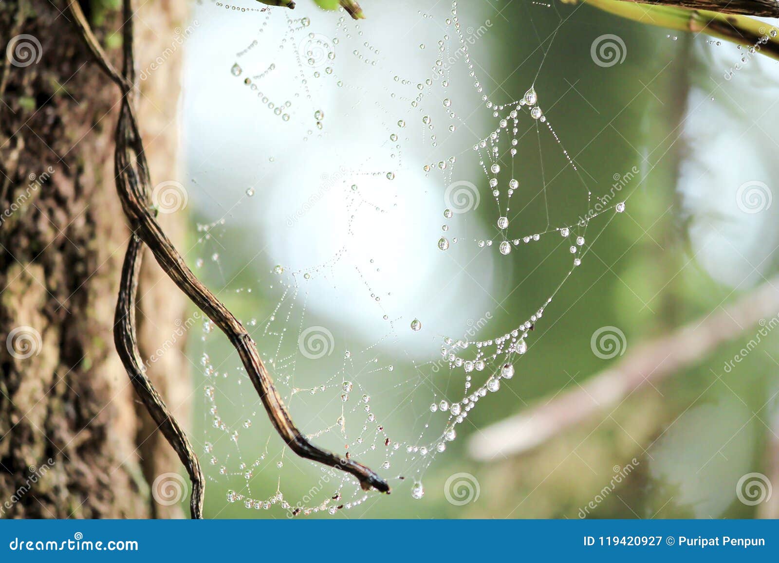 Spider Web with Droplets after Rain Stock Image - Image of drops ...