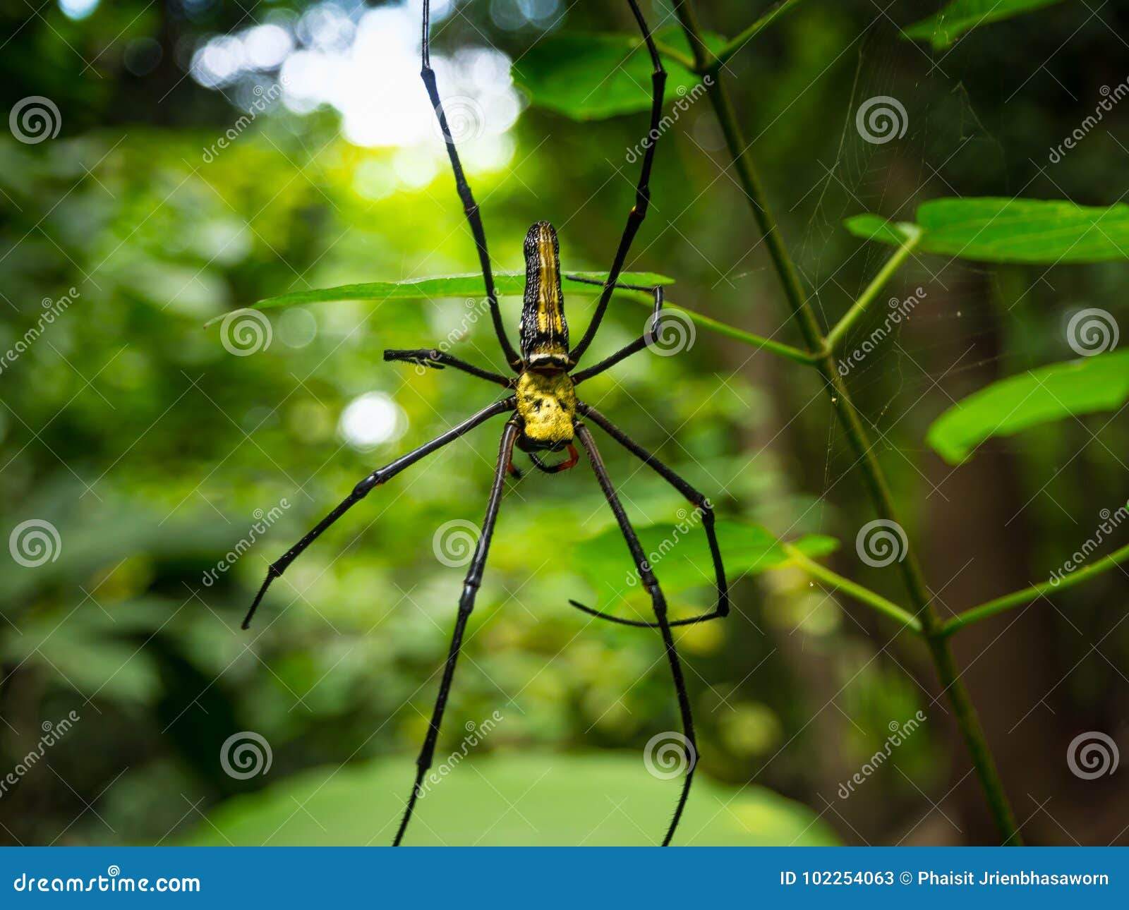 Spider on Spider Web in the Forest Stock Image - Image of frasers ...