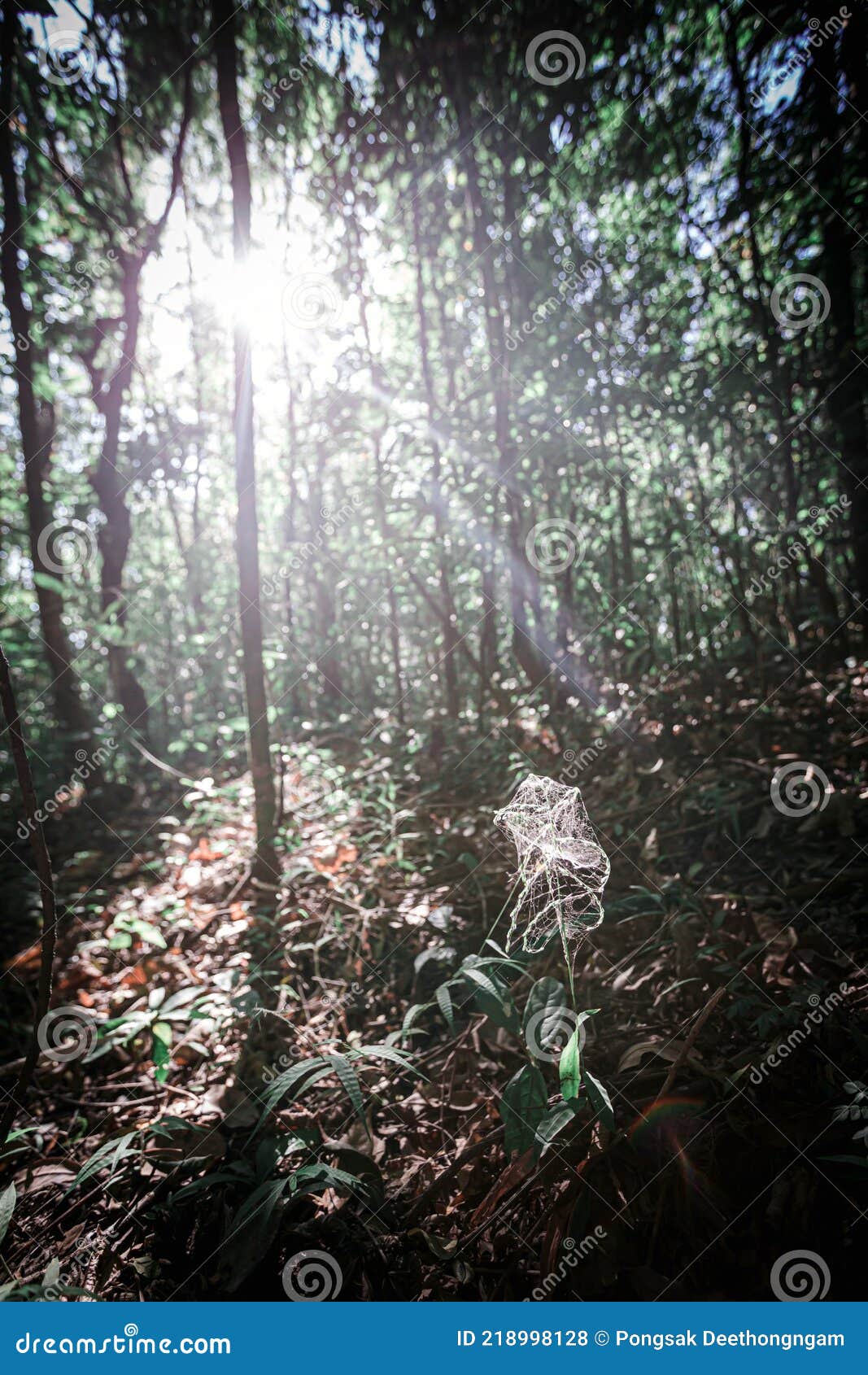 Spider web in the forest stock photo. Image of dark - 218998128