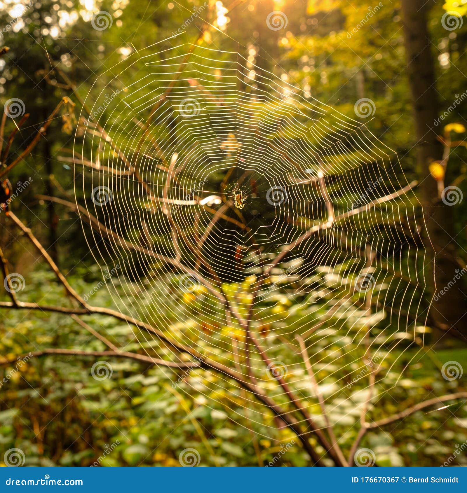Spider web in forest stock image. Image of natural, light - 176670367