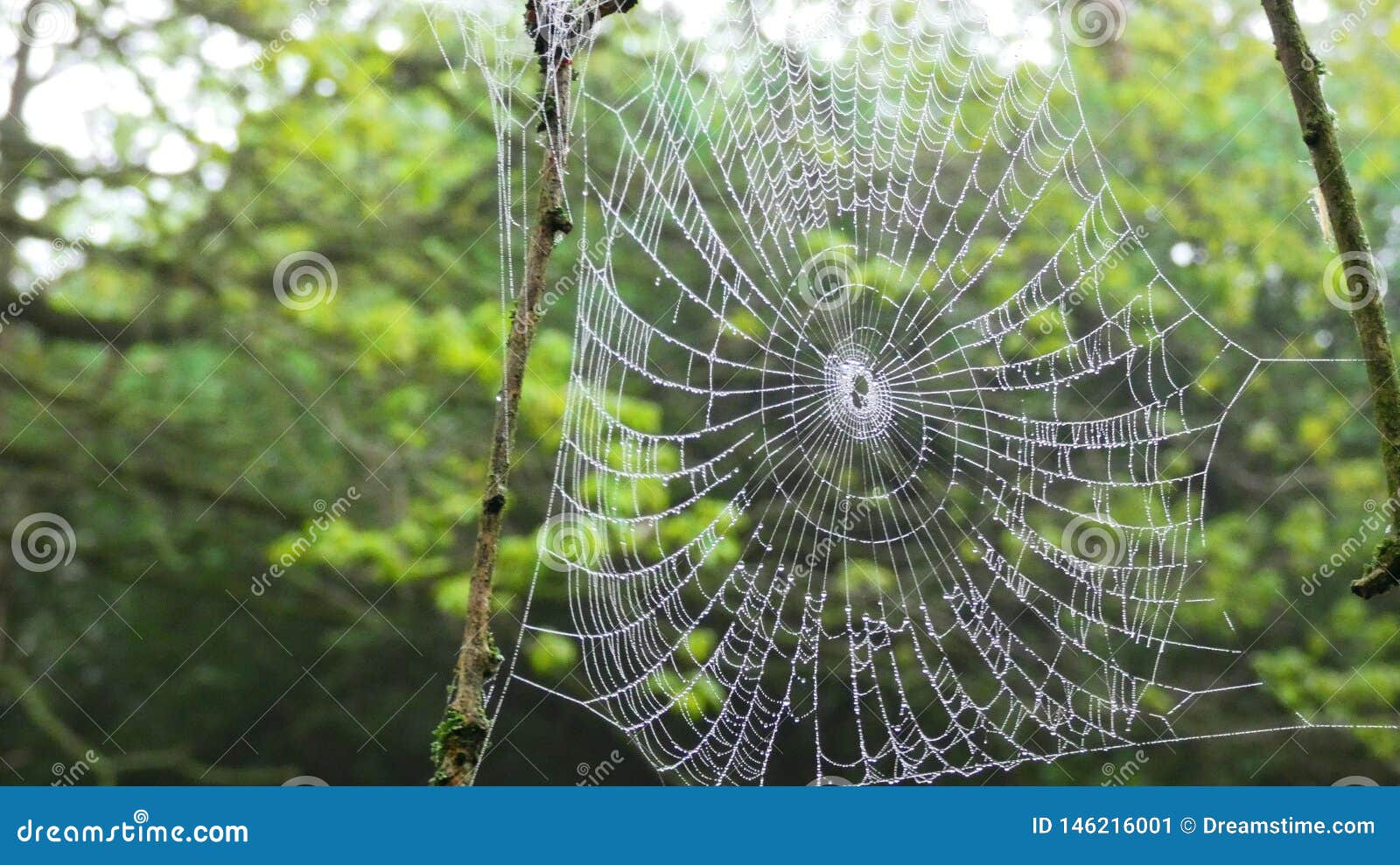 Spider Web in the Forest stock image. Image of branches - 146216001