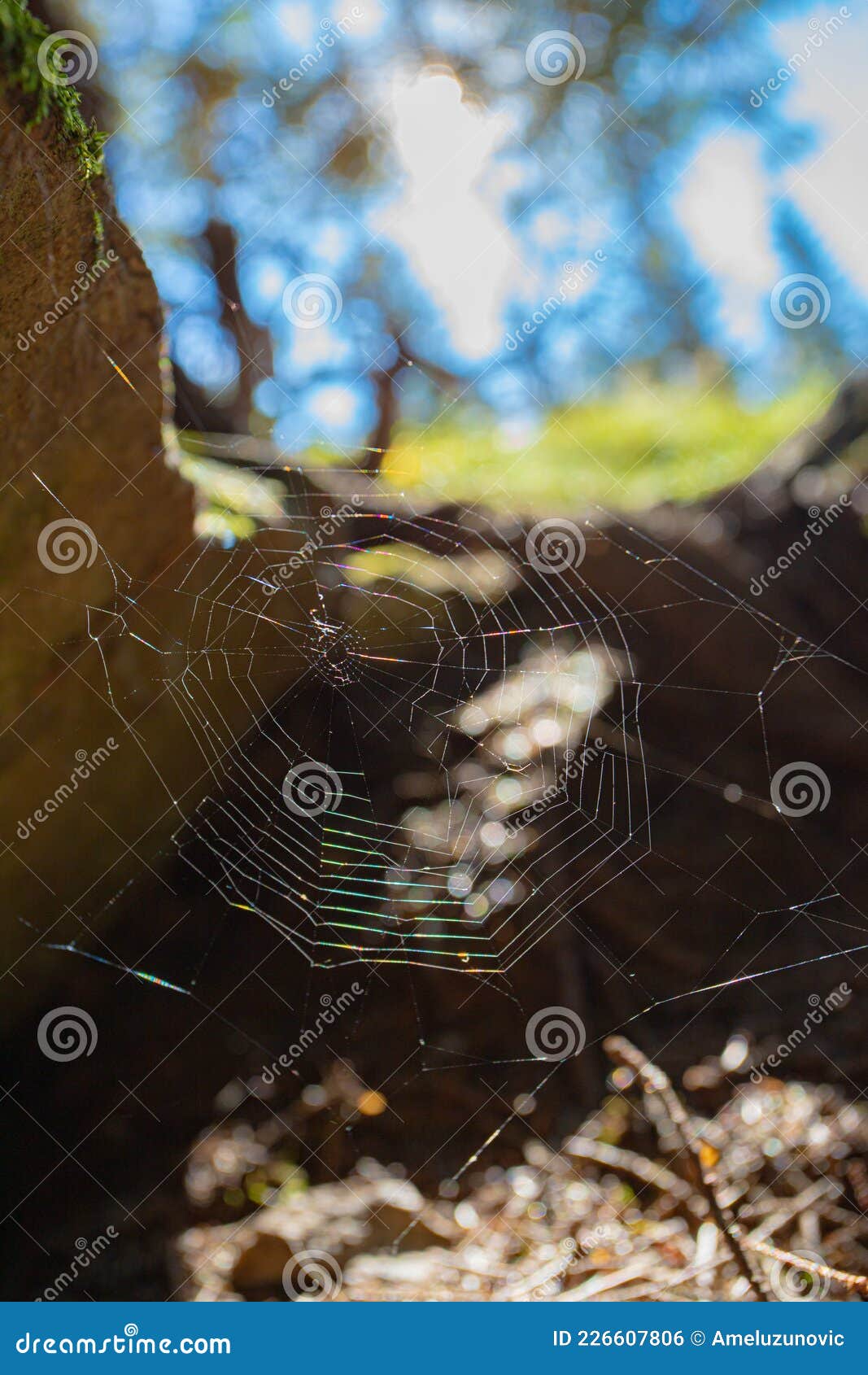 Spider Web in the Forest Illuminated by the Sun`s Rays that Create ...