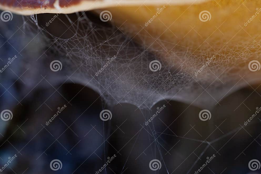 Spider web on mushroom stock photo. Image of insect - 168619986