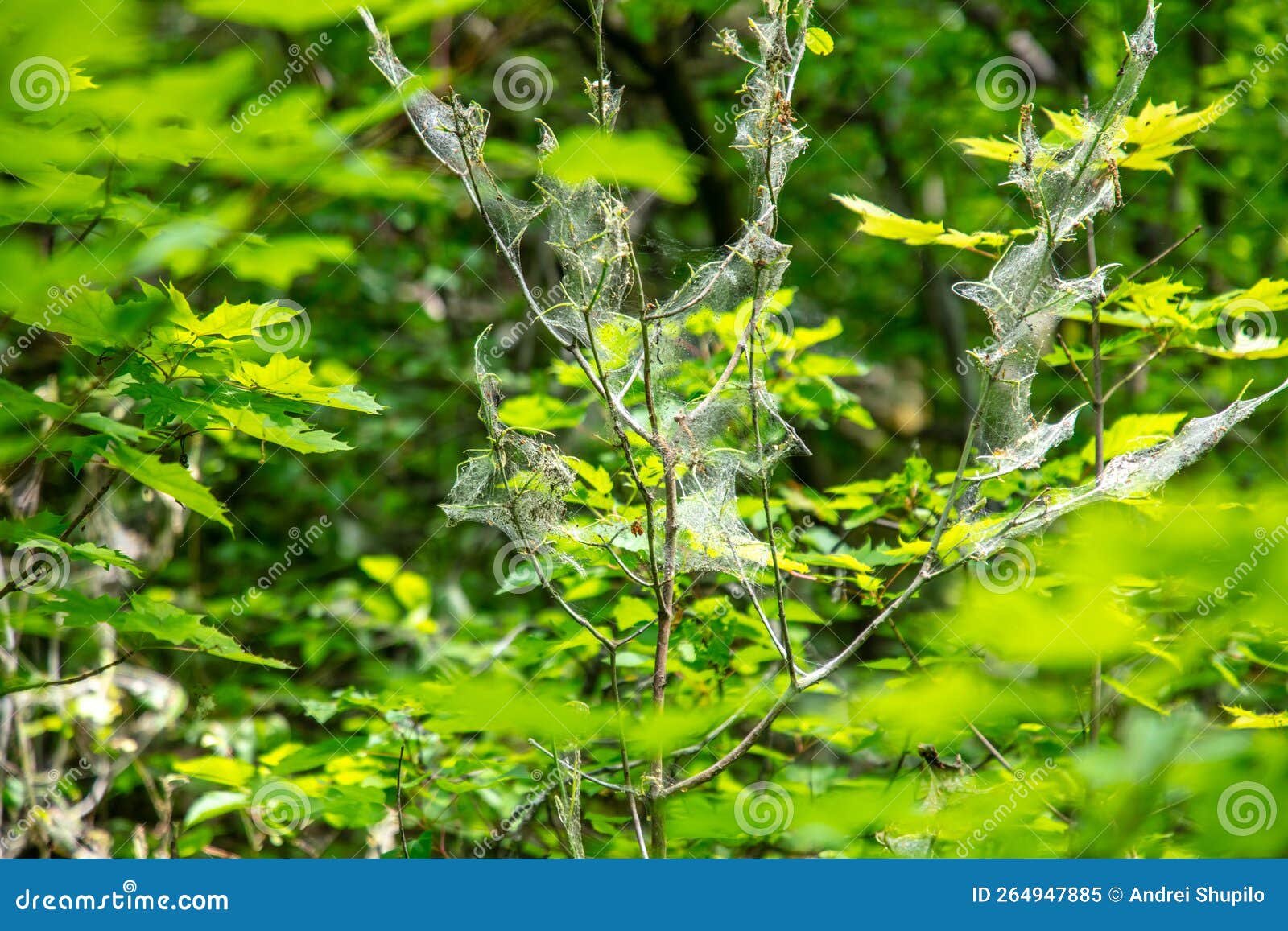 Spider Web in the Forest in Nature Stock Image - Image of plant ...