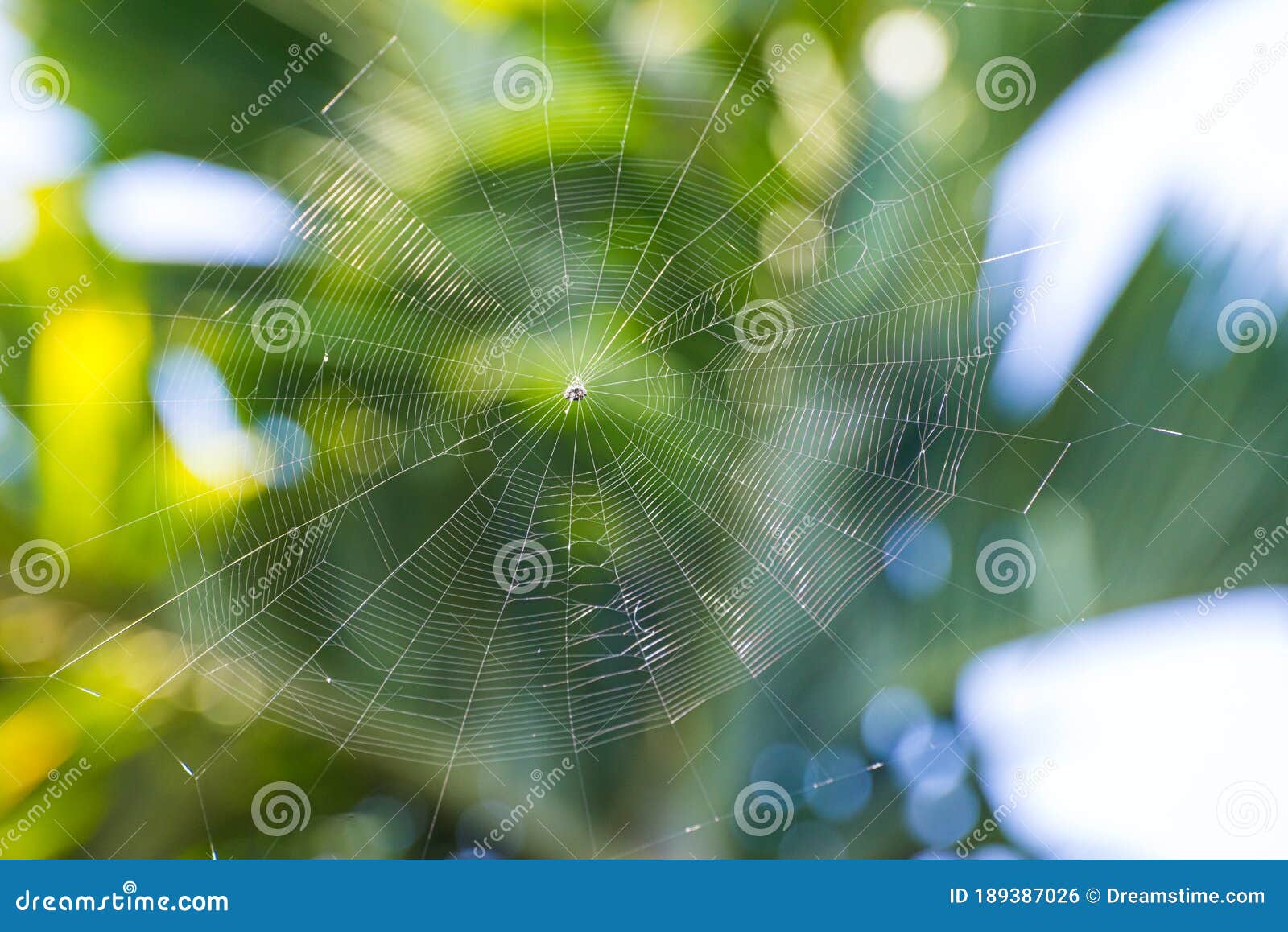 Spider Web in the Forest, Part of Indian Rainfall Forest from Western ...