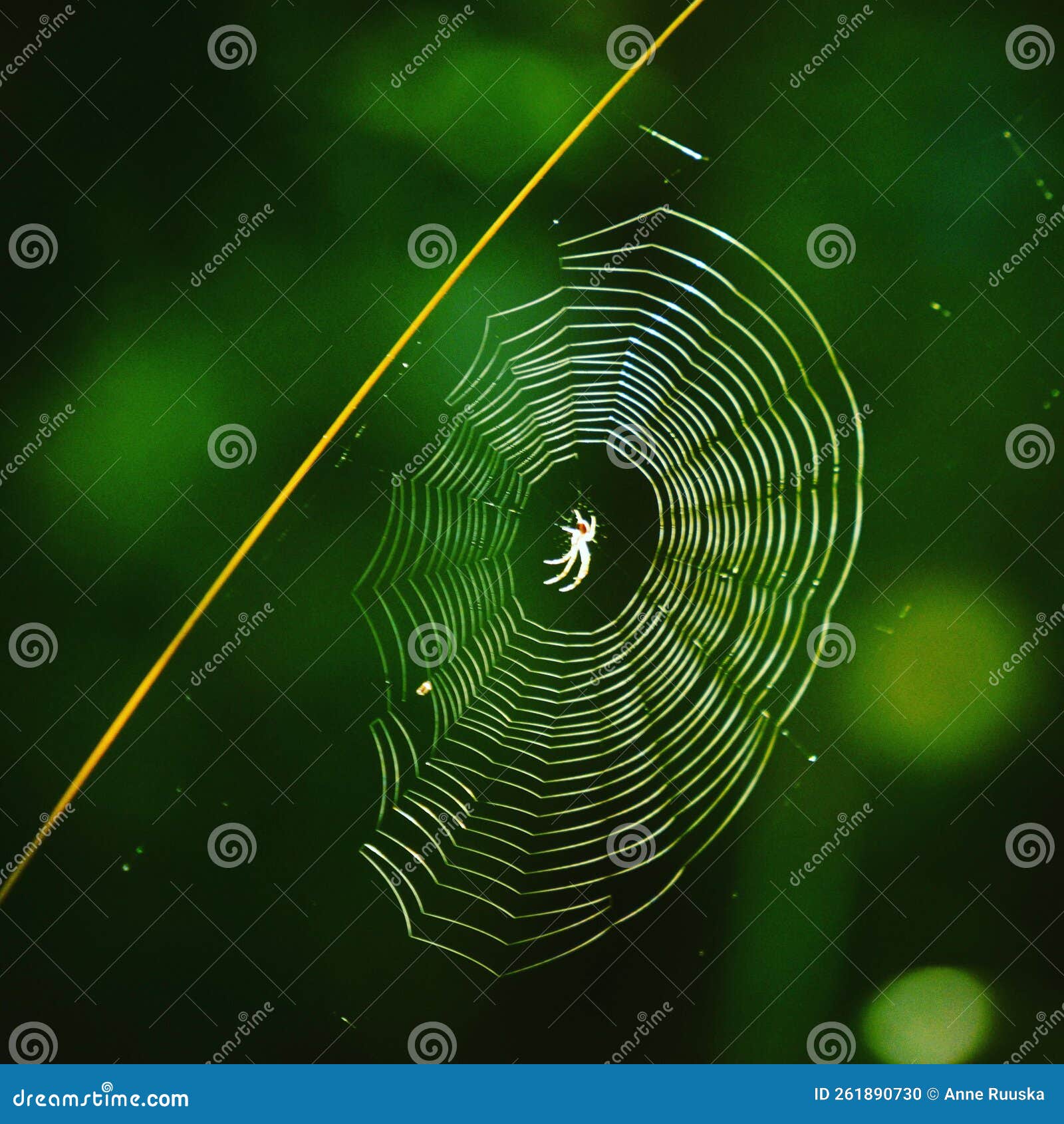 Spider web in the forest stock photo. Image of drop - 261890730