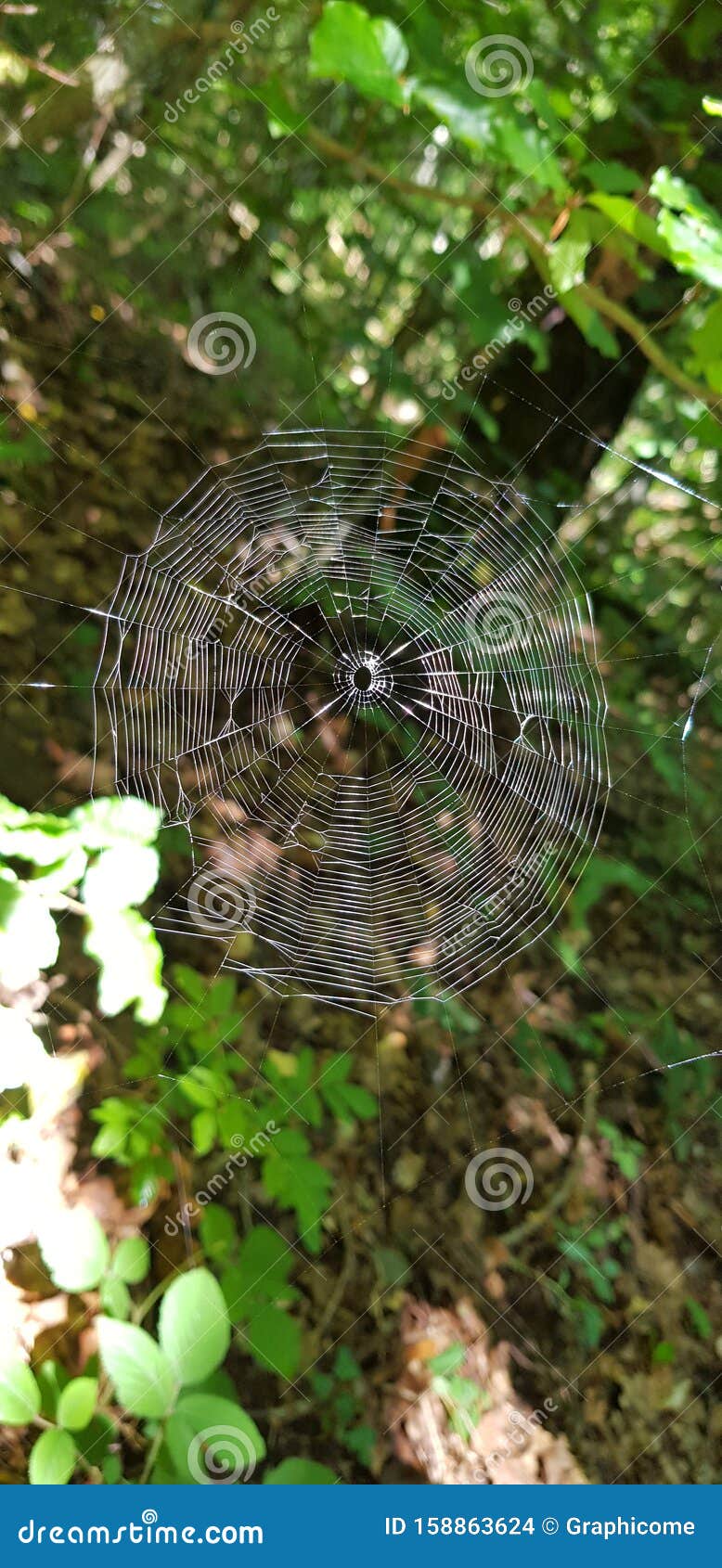 Spider web in the forest stock photo. Image of middle - 158863624