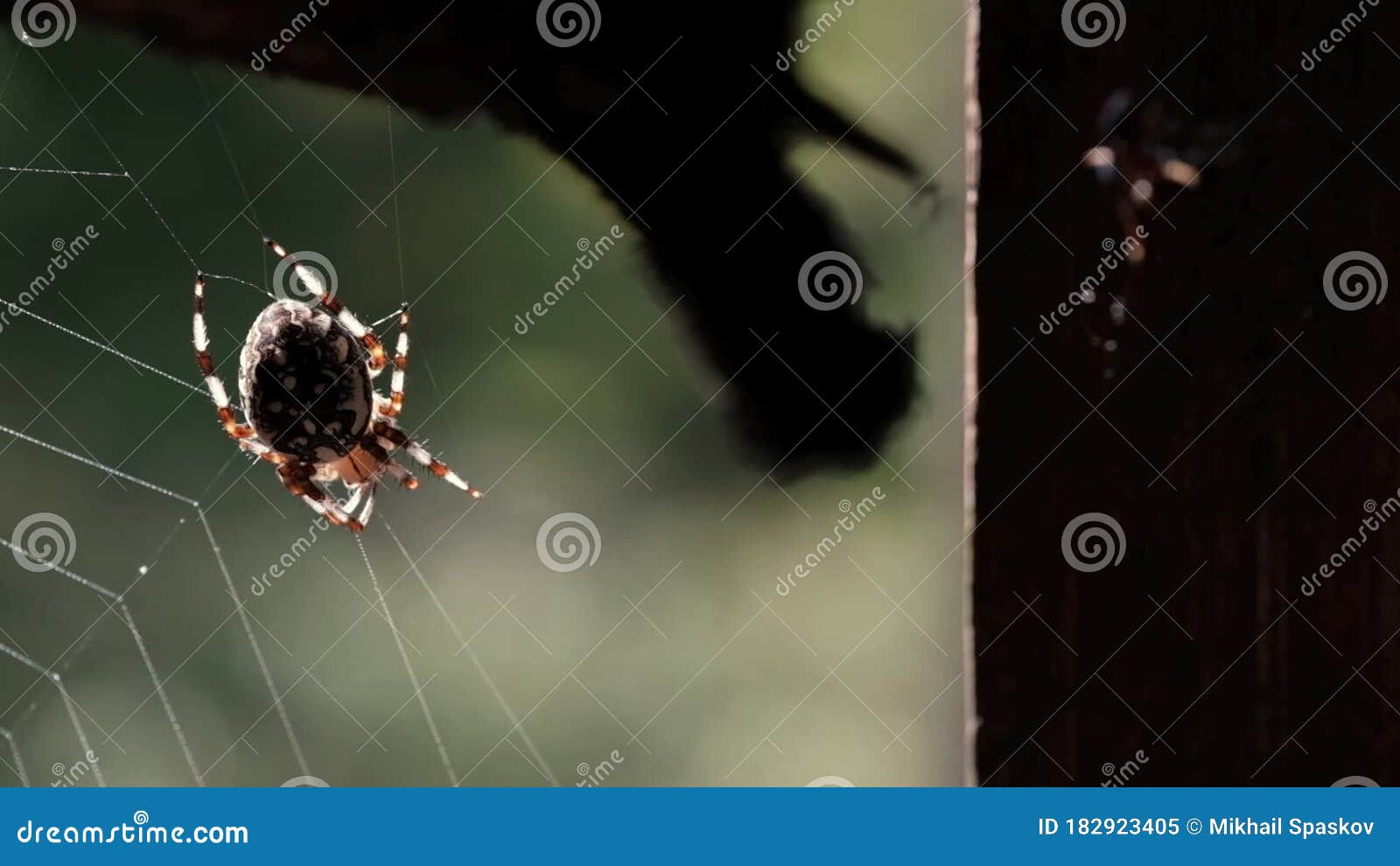 Spider on the Web in the Forest. the Victim Fell into the Web Stock ...