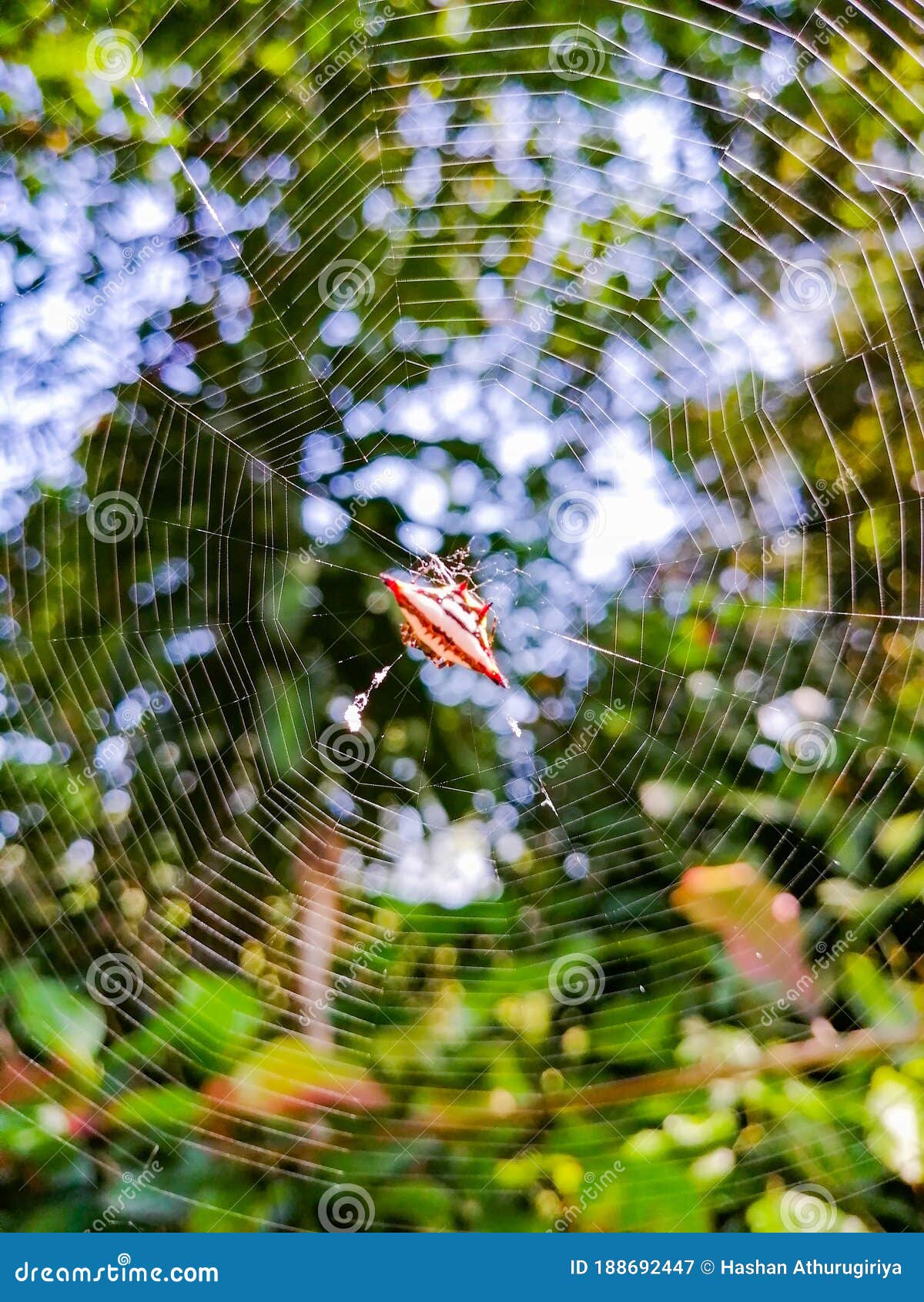 Spider web in a forest stock image. Image of weaving - 188692447