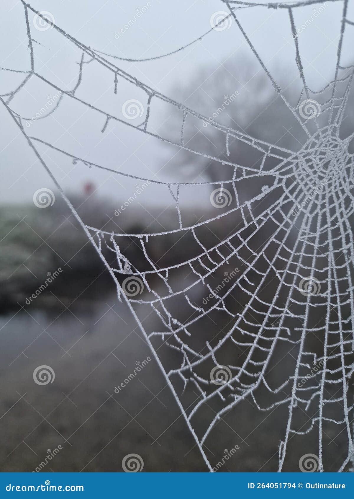 Spider Web in Frost Overlooking a River Stock Photo - Image of ...