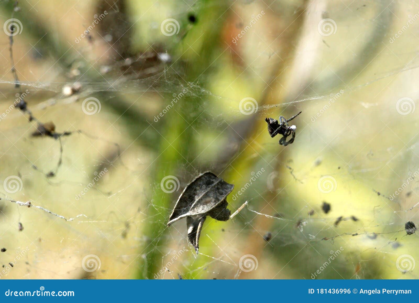 Spider in a Web Full of Debris Stock Photo - Image of garbage, america ...