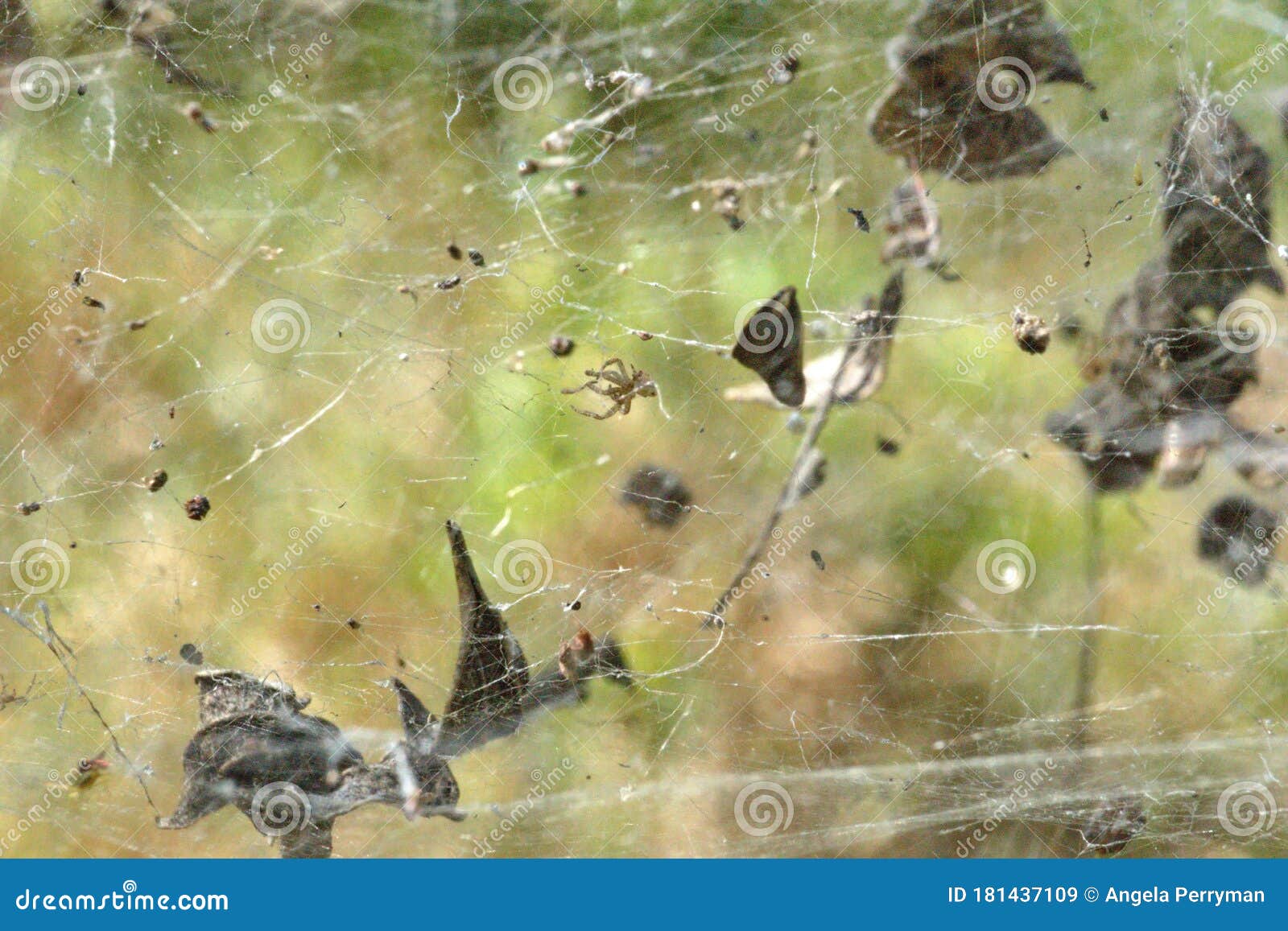 Spider in a Web Full of Debris Stock Image - Image of ecuador, garbage ...