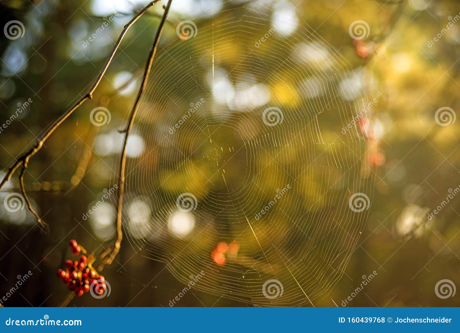 Spider Web on a Bush with Berries Stock Photo - Image of scenic, spider ...