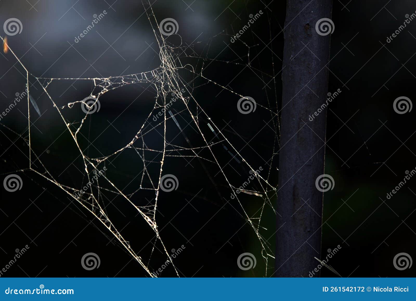 Spider Web on a Gate Lit by the Sun Stock Photo - Image of dripped ...