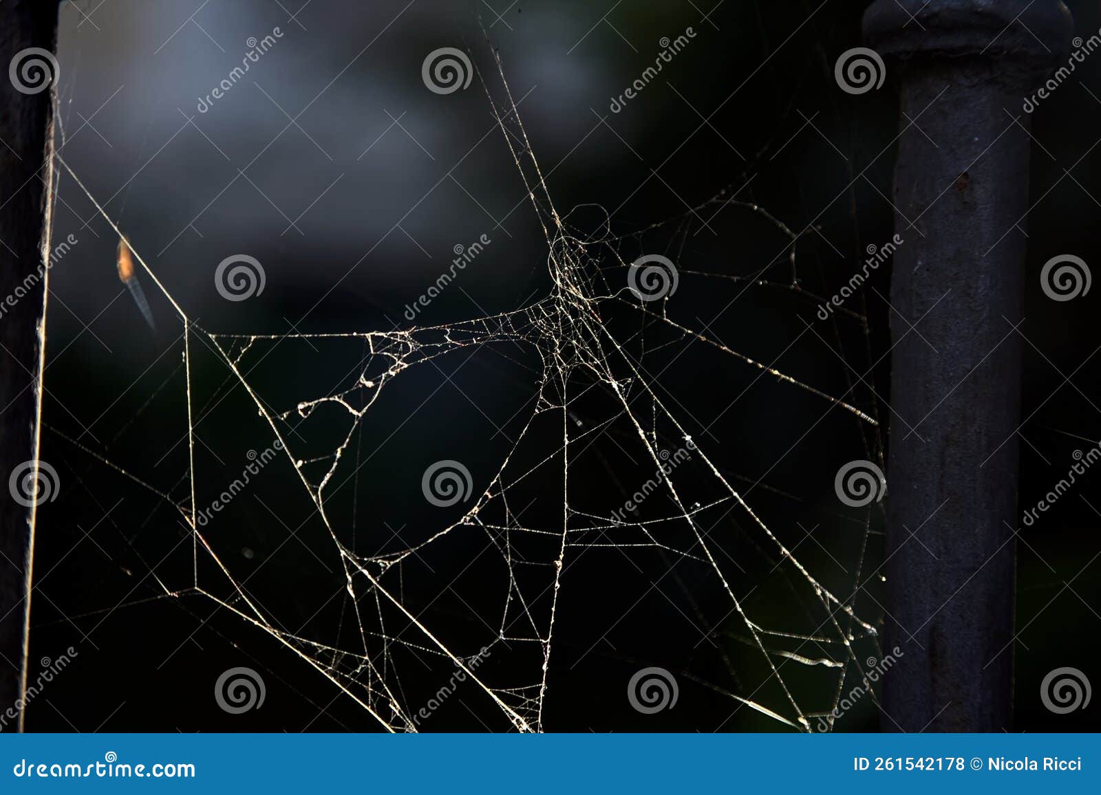 Spider Web on a Gate Lit by the Sun Stock Photo - Image of morning ...