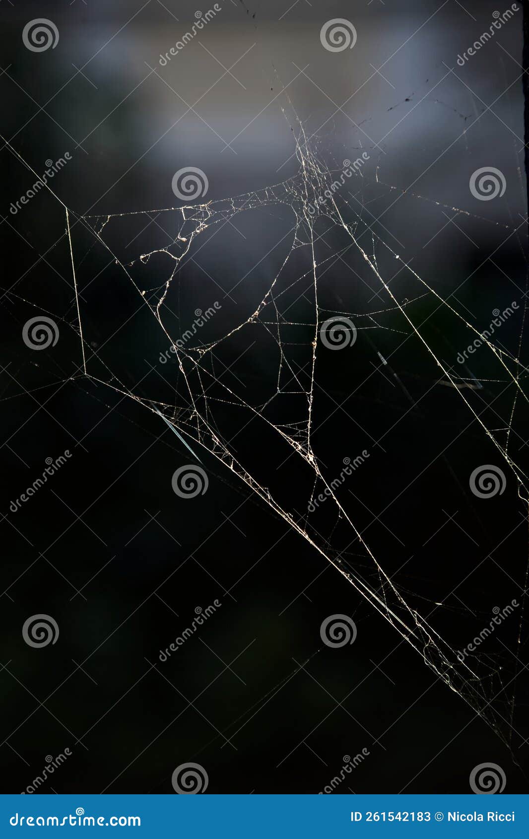 Spider Web on a Gate Lit by the Sun Stock Image - Image of ...