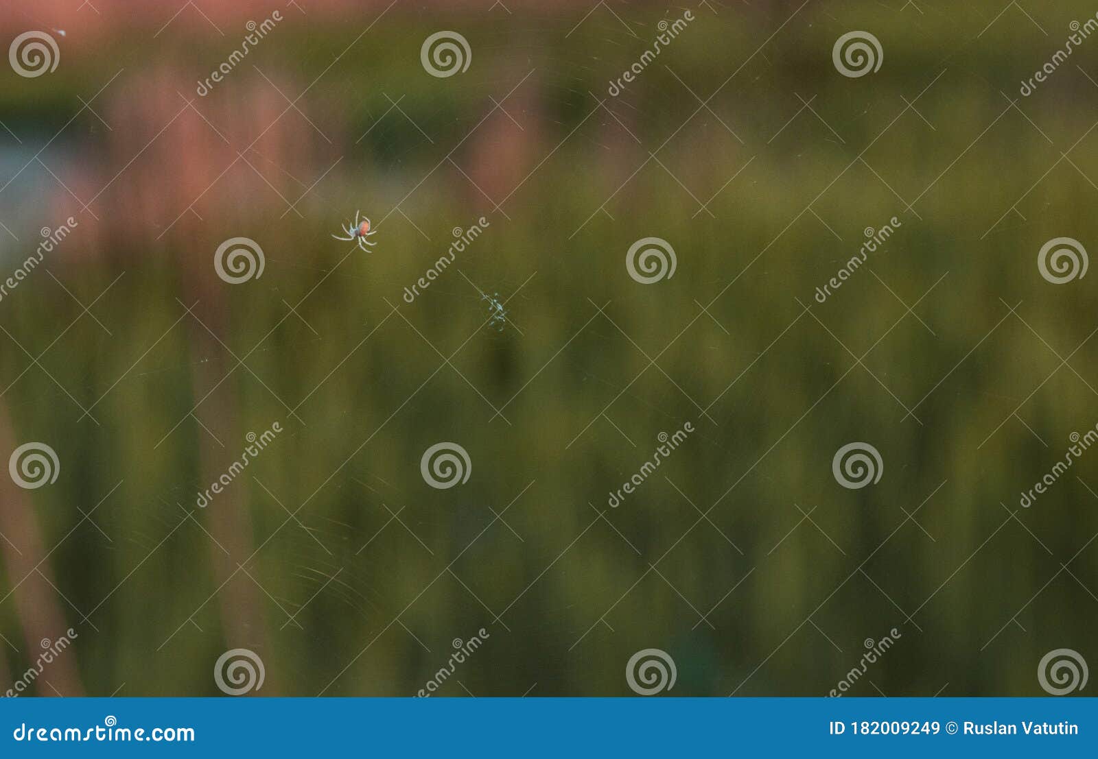 Spider Web with Glare of the Sun`s Rays, a Small Spider. Stock Image ...